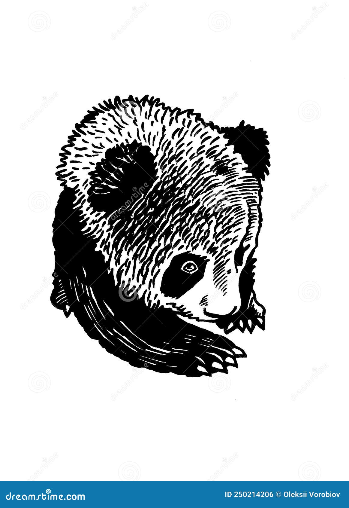 Graphical Cute and Small Panda Walking Isolated on White,vector Element ...