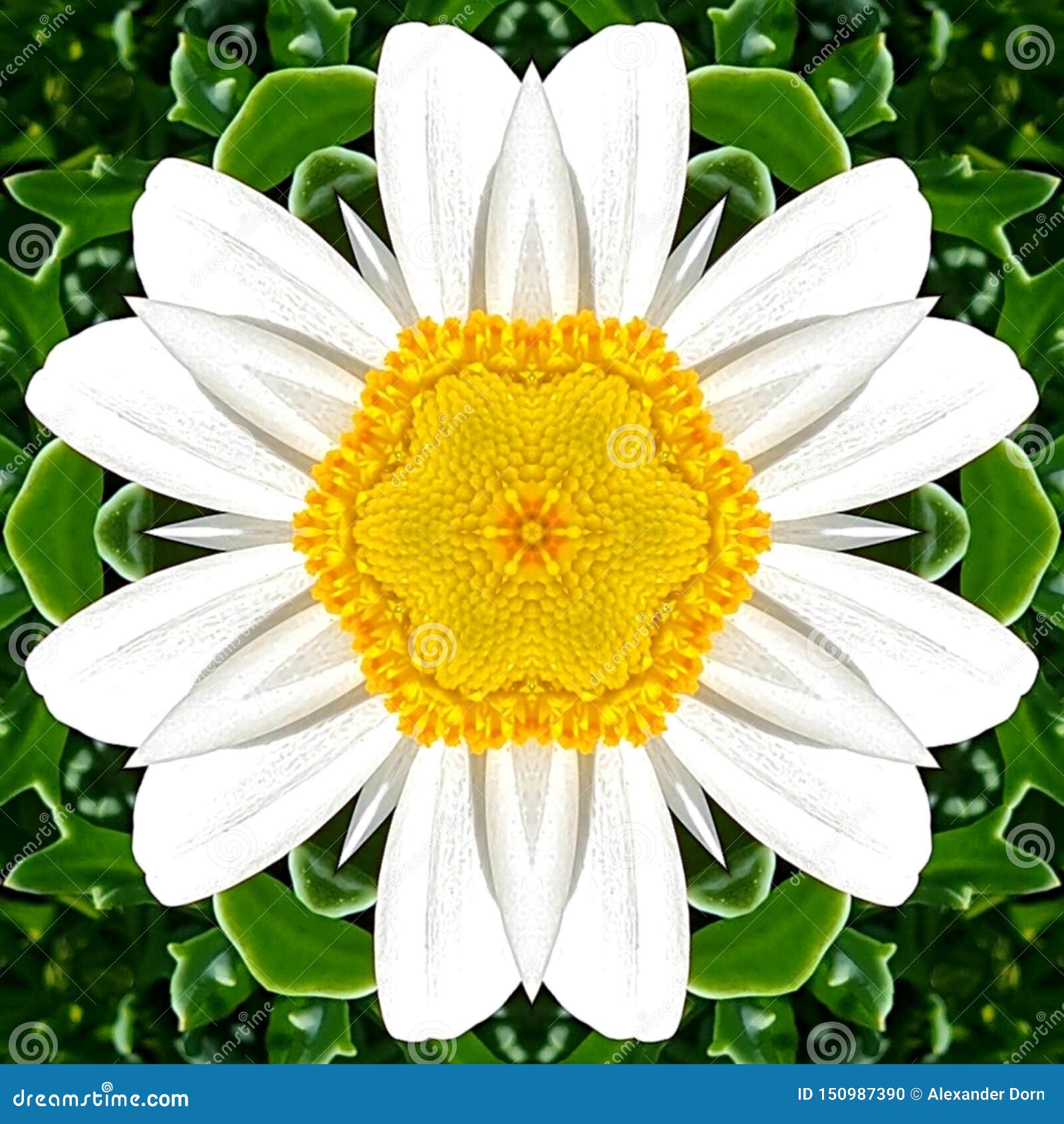 Graphical Elements Made of a Daisy Flower Picture Stock Illustration ...