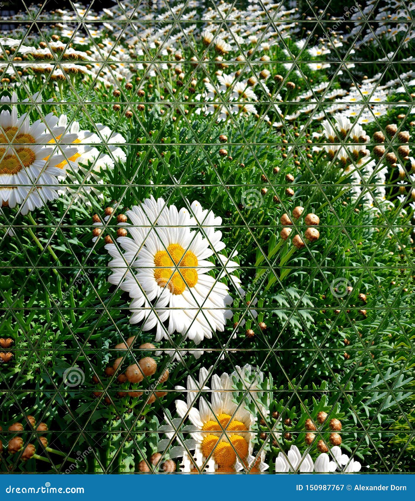 Graphical Elements Made of a Daisy Flower Picture Stock Illustration ...