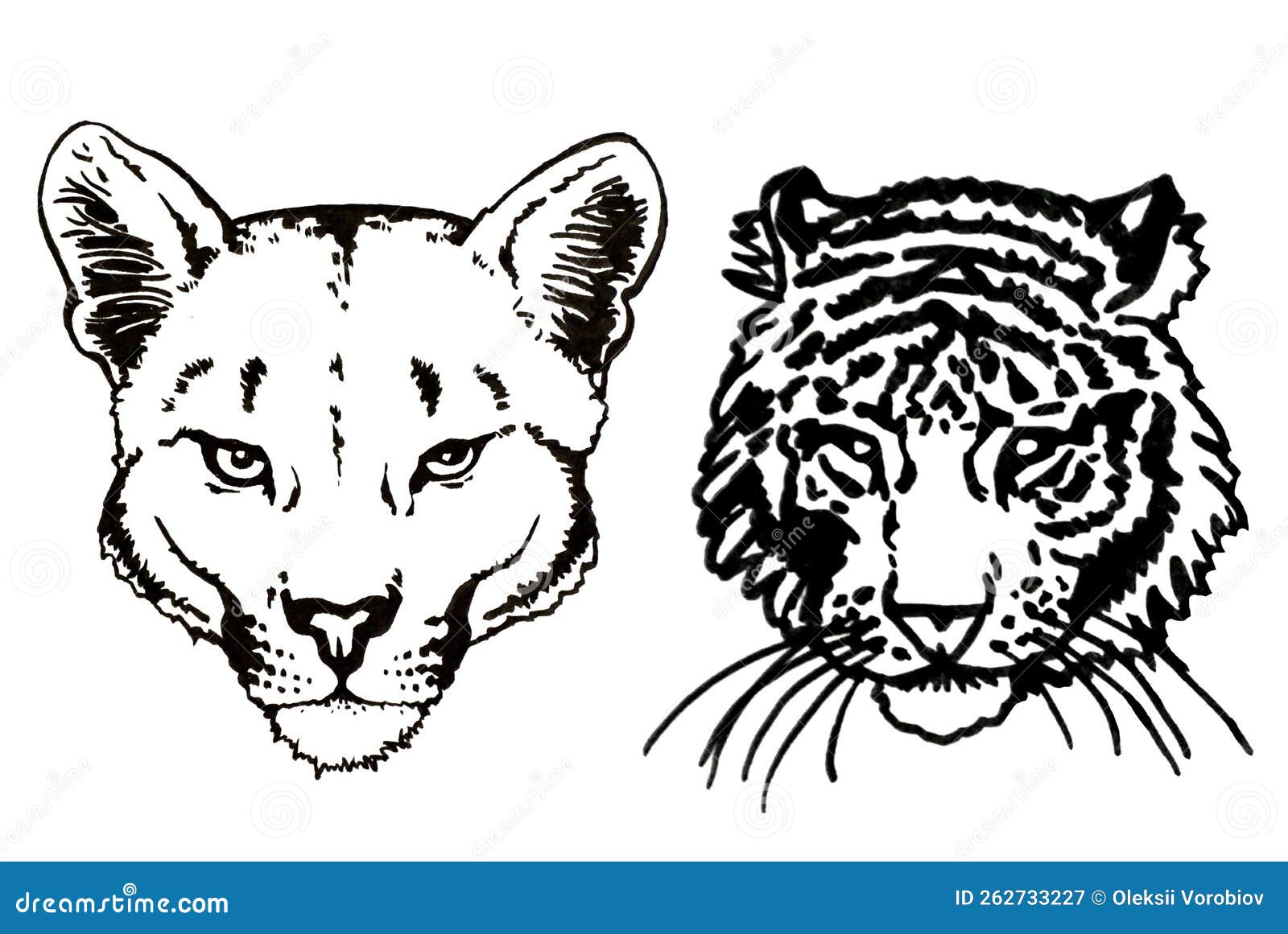Graphical Face of Tiger Ans Lioness on White Background,vector ...