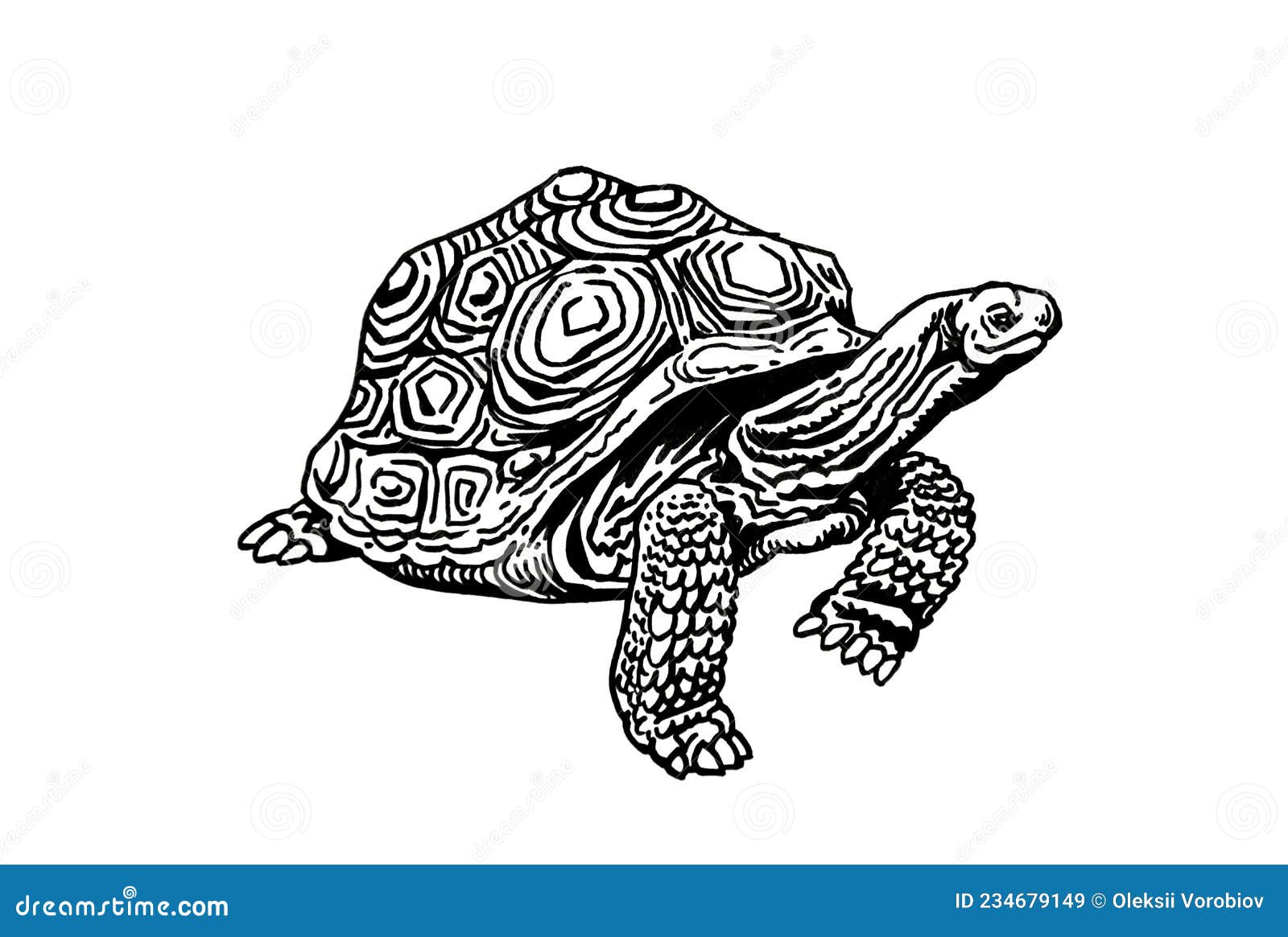 Graphical Hand-drawn Tortoise Isolated on White,vector Sketchy ...