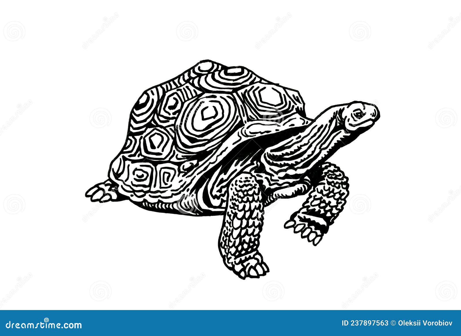 Graphical Hand-drawn Turtle ,vector Sea-food Element Stock Vector ...