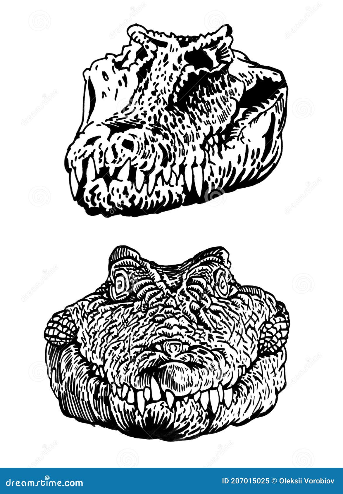 Graphical Heads of Crocodiles Isolated on White Background,vector ...