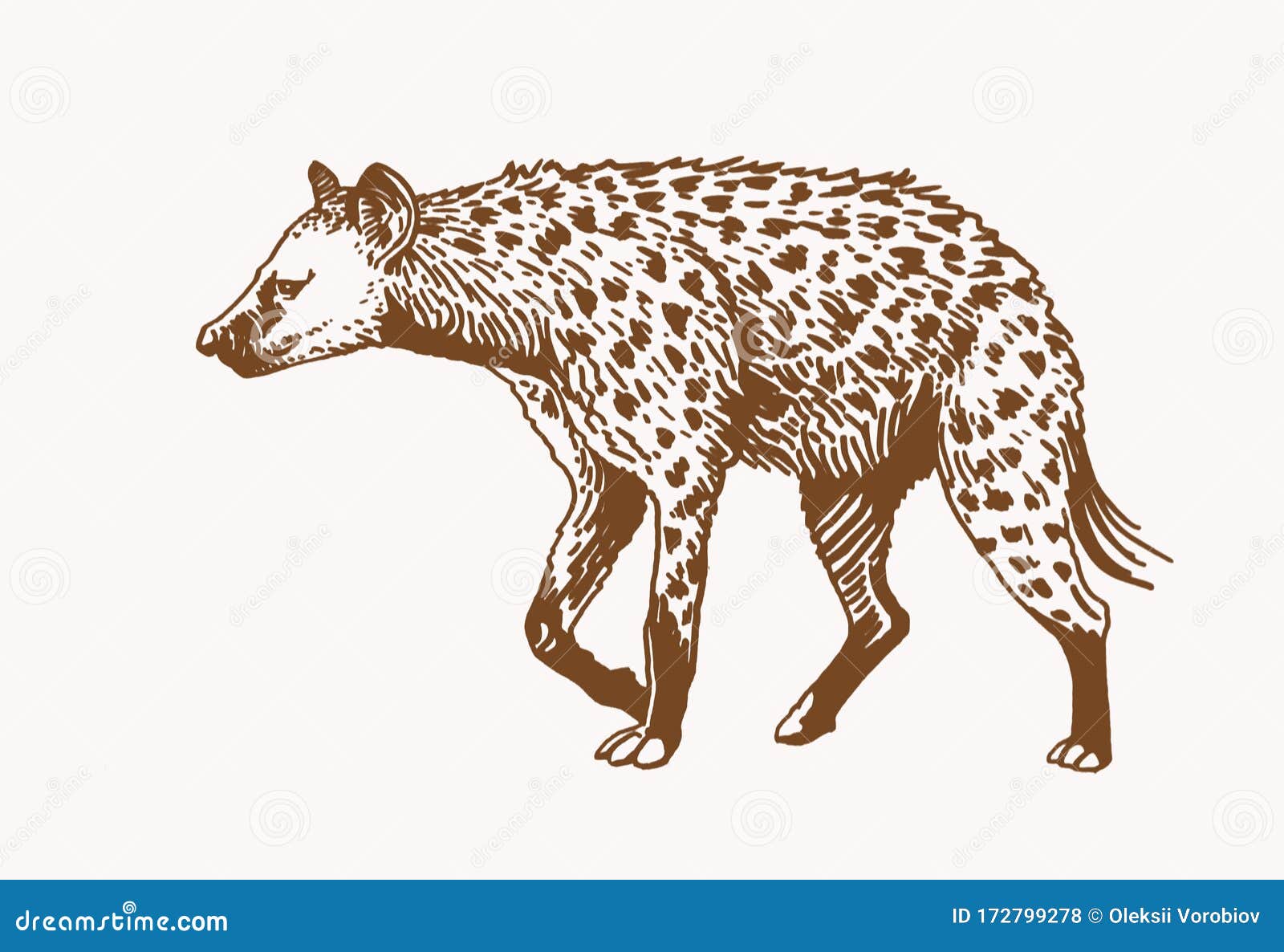 The Illustration Of A Sepia Flower Of Garden Balsamine Impatiens ...