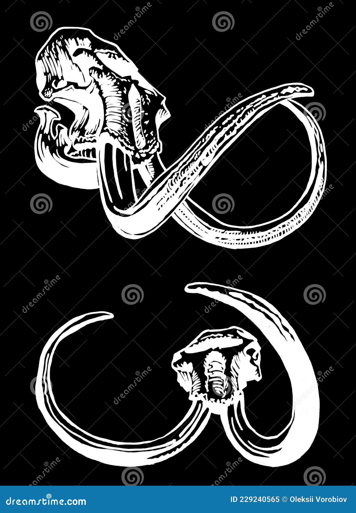Graphical Illustration, Skulls Of Mammoth On Black Background,vector ...