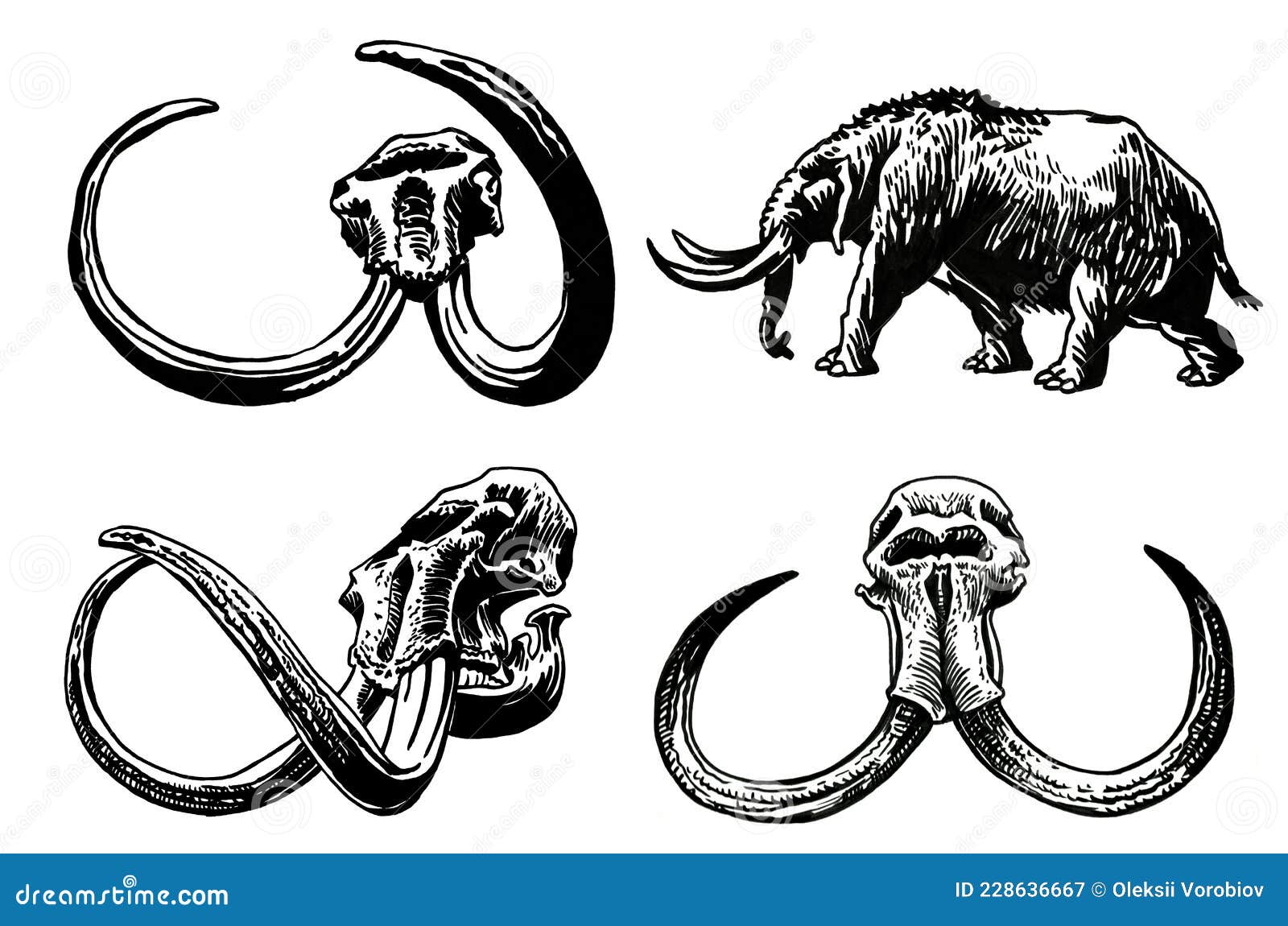 Graphical Illustration, Skulls of Mammoth and Mammoth Walking,vector ...