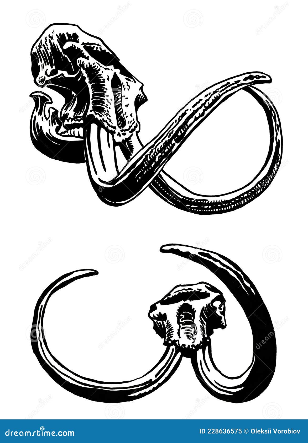 Graphical Illustration, Skulls of Mammoth ,vector Stock Vector ...