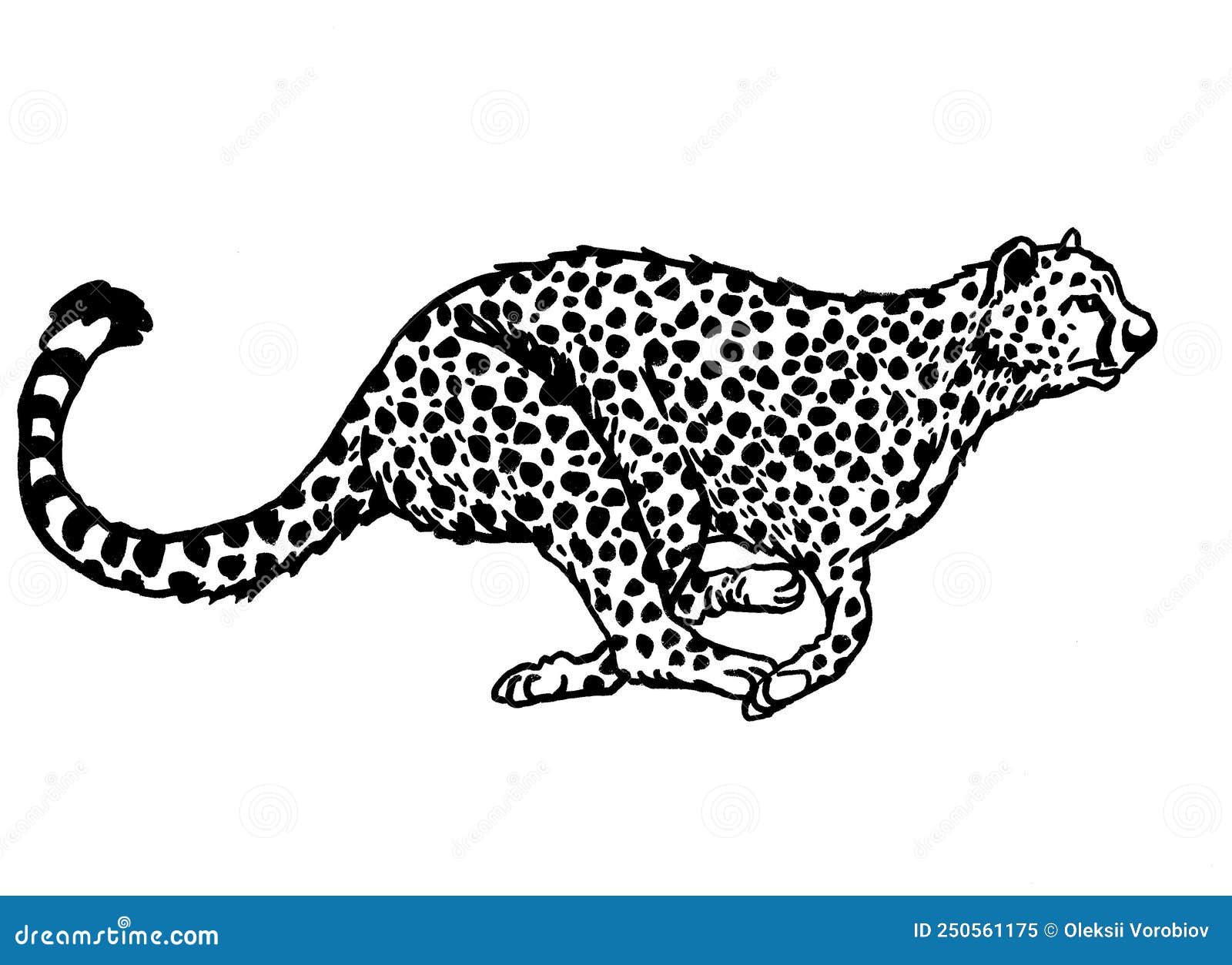 Graphical Leopard Running Isolated on White,vector Hand-drawn ...
