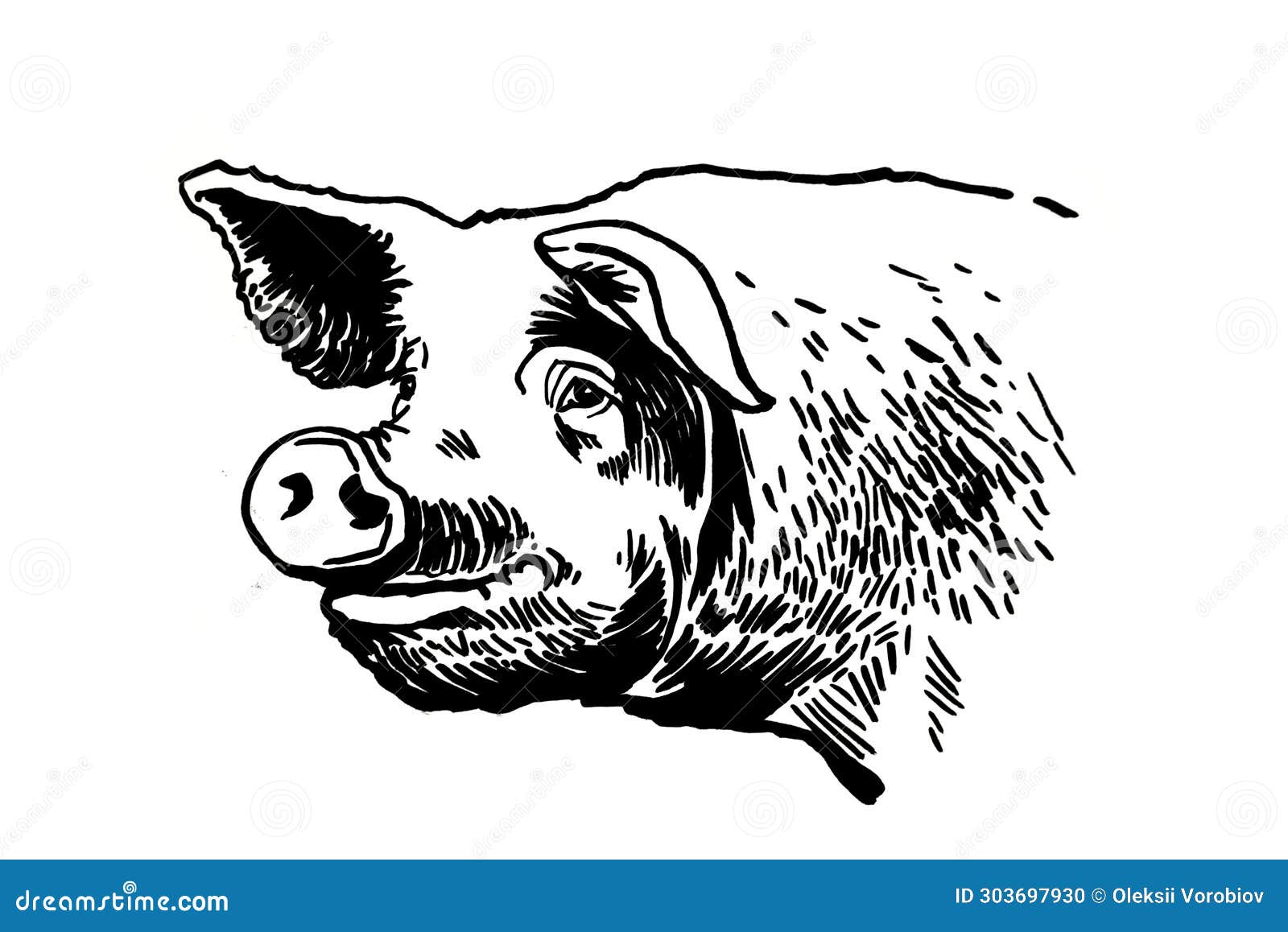 Graphical Pig Portrait on White Background, Vector Illustration. Farm ...