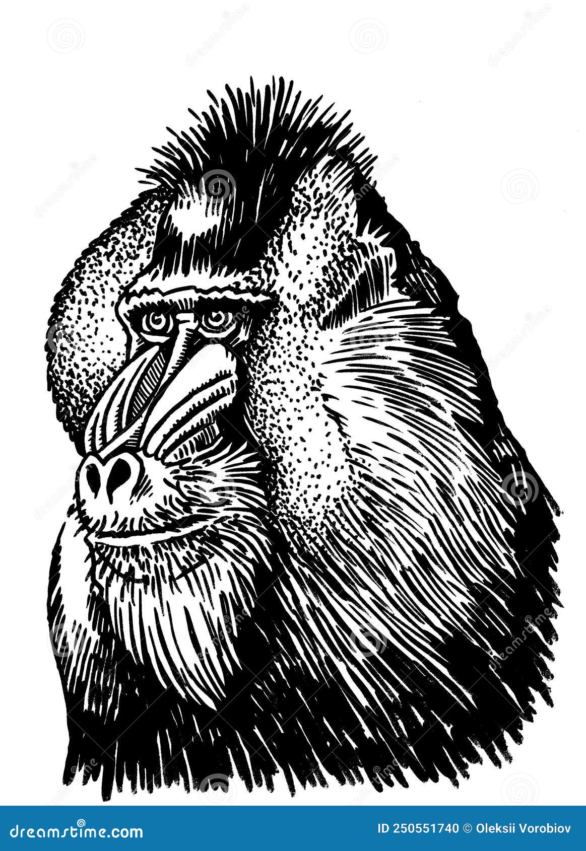 Graphical Portrait of Baboon Isolated on White , Vector Head of Monkey ...