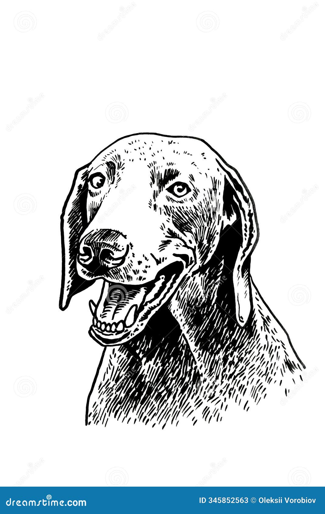 Graphical Portrait of Weimaraner Dog on Whte Background, Vector ...