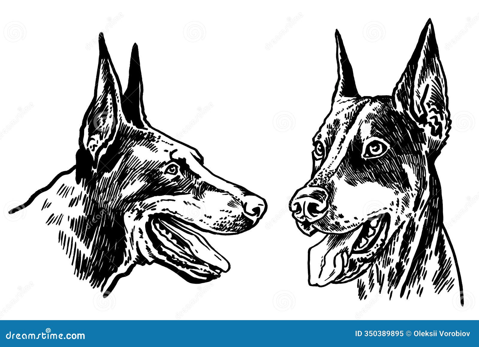 Graphical Portraits Of Lion On White Background , Ink Pen Illustration ...