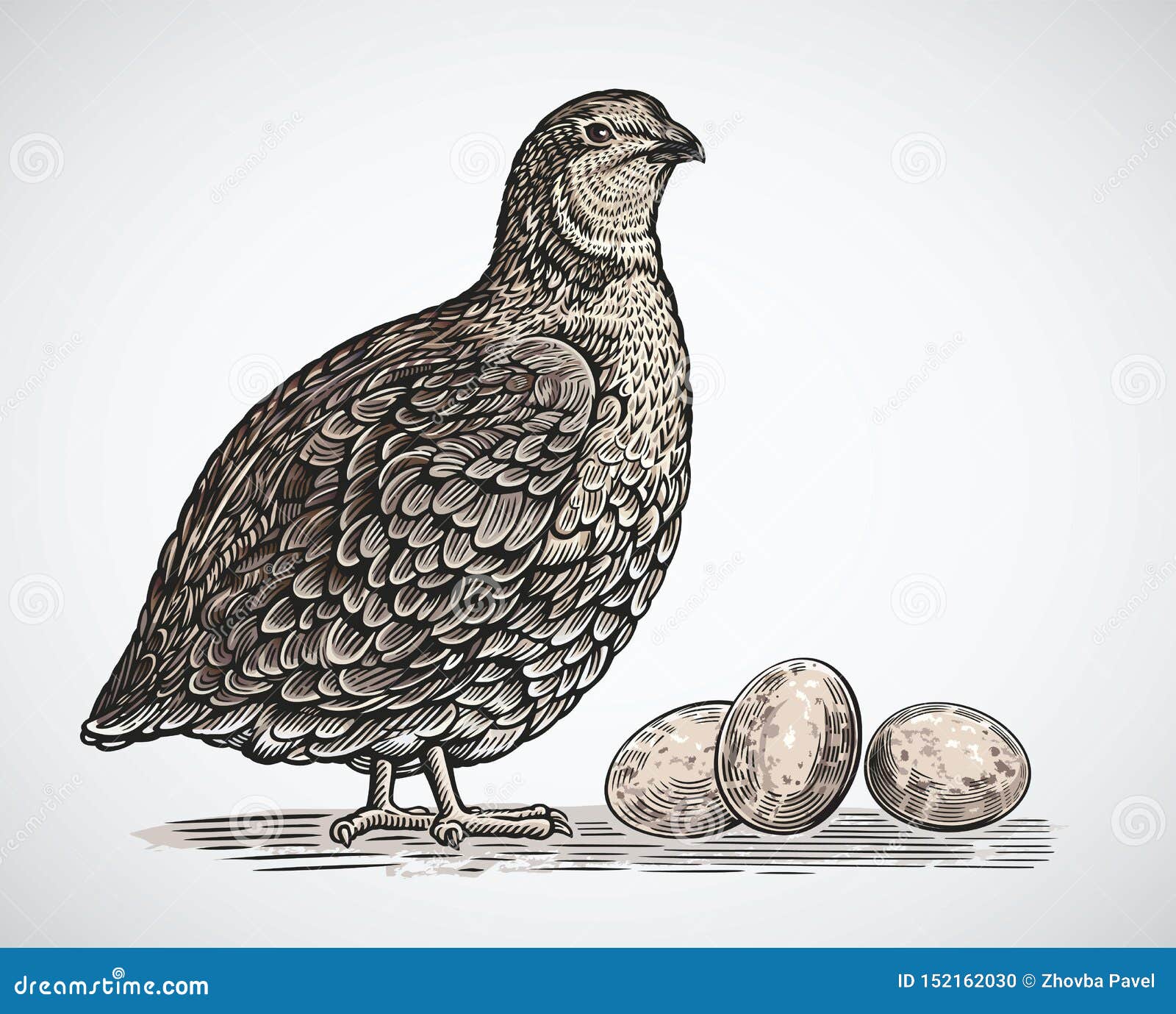 Graphical Quail in Engraving Style Stock Vector - Illustration of ...