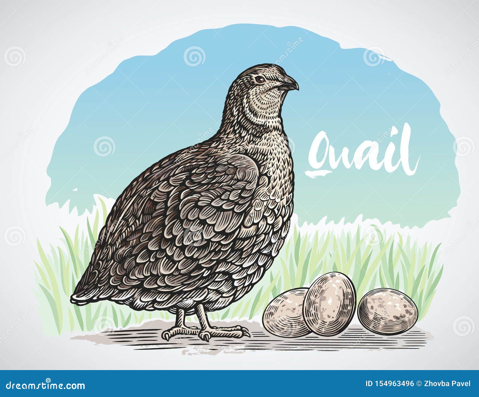 Graphical Quail In Engraving Style Vector Illustration | CartoonDealer ...