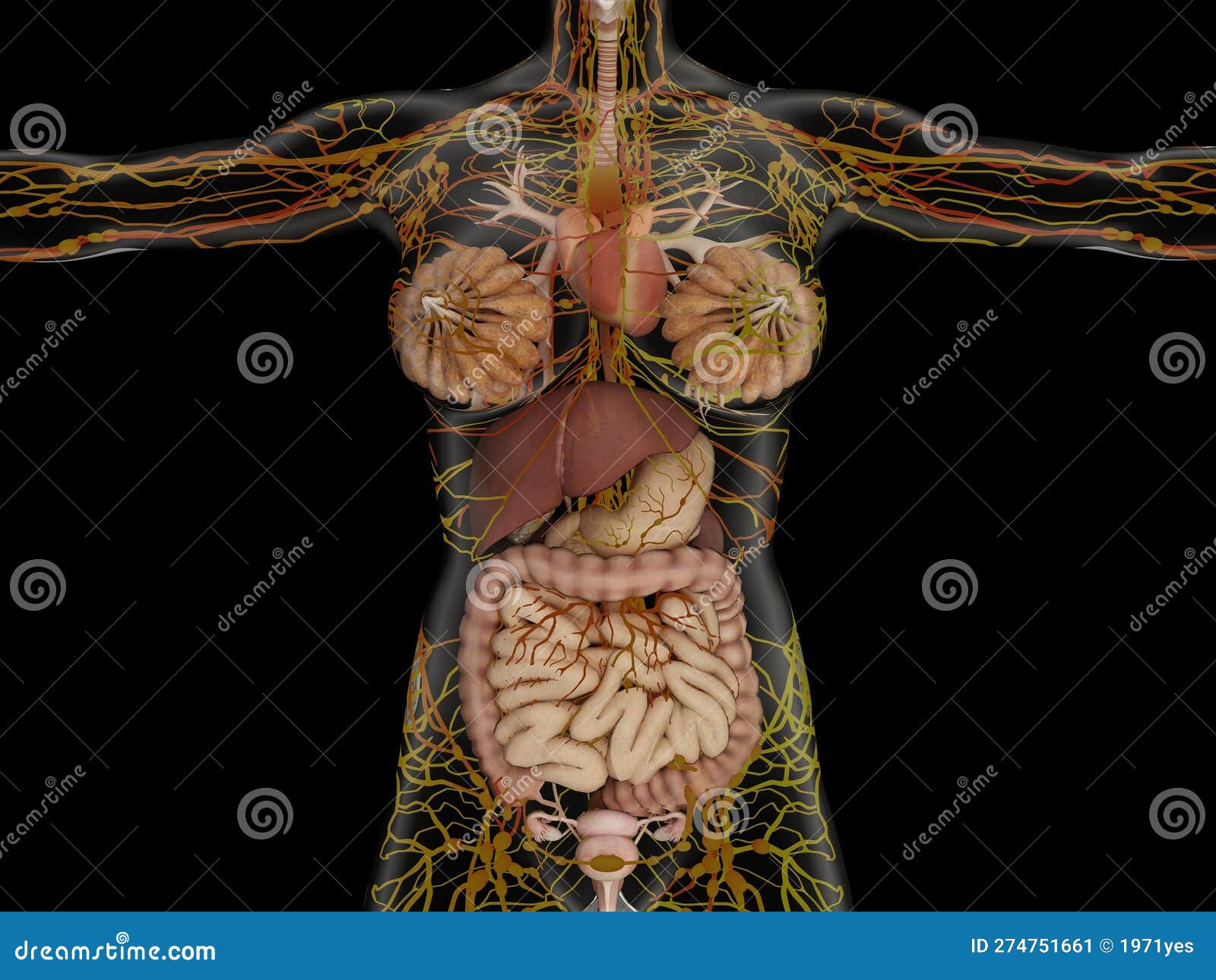 The human blood system stock illustration. Illustration of figure ...