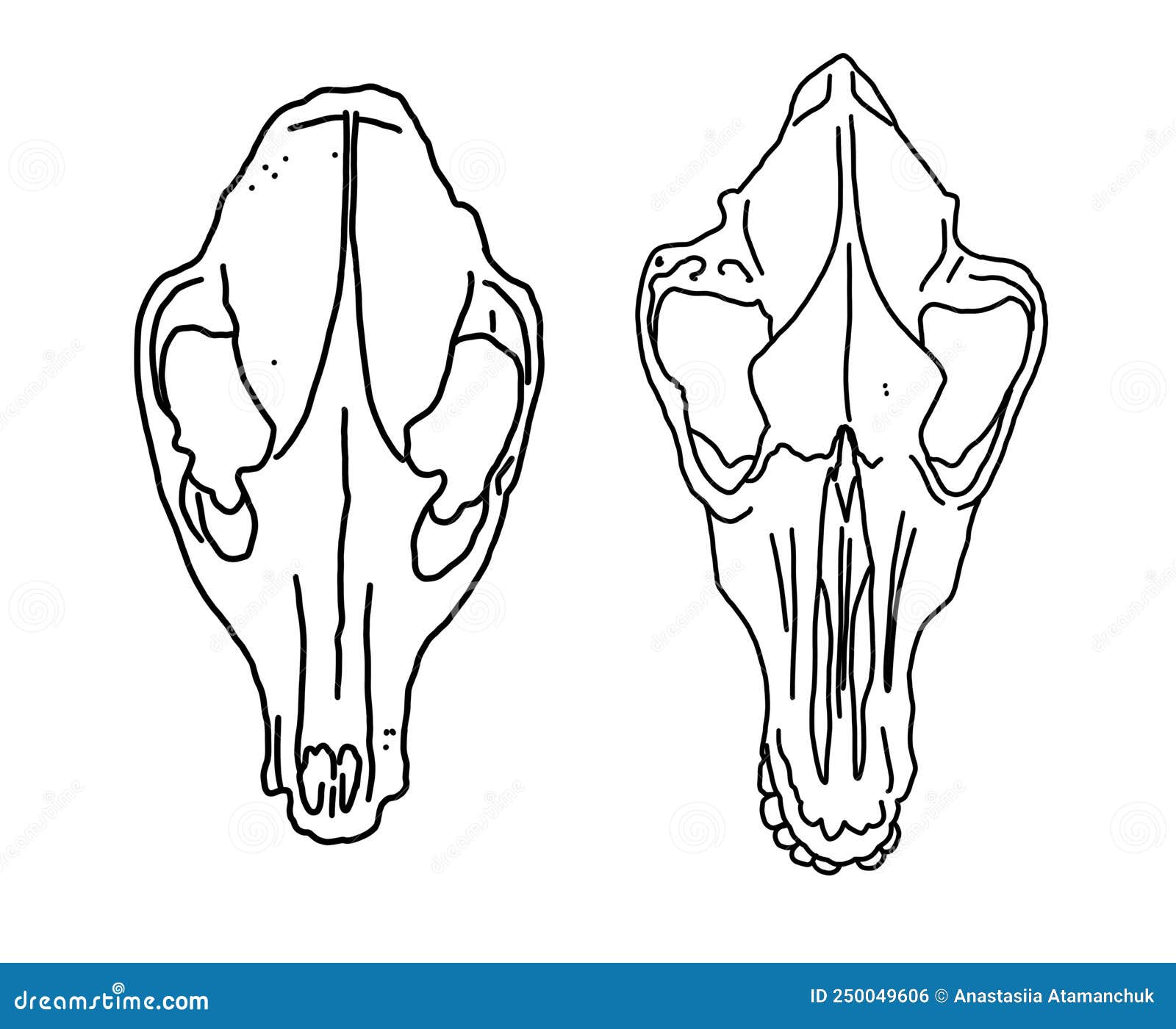 Graphical Set. Animal Skulls Linear Art Stock Illustration ...
