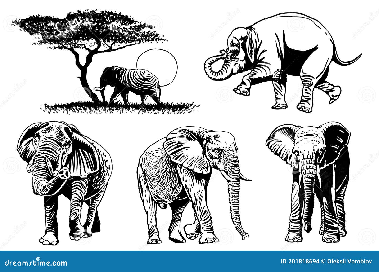 Graphical Set of Elephants Isolated on White Background, Vector ...