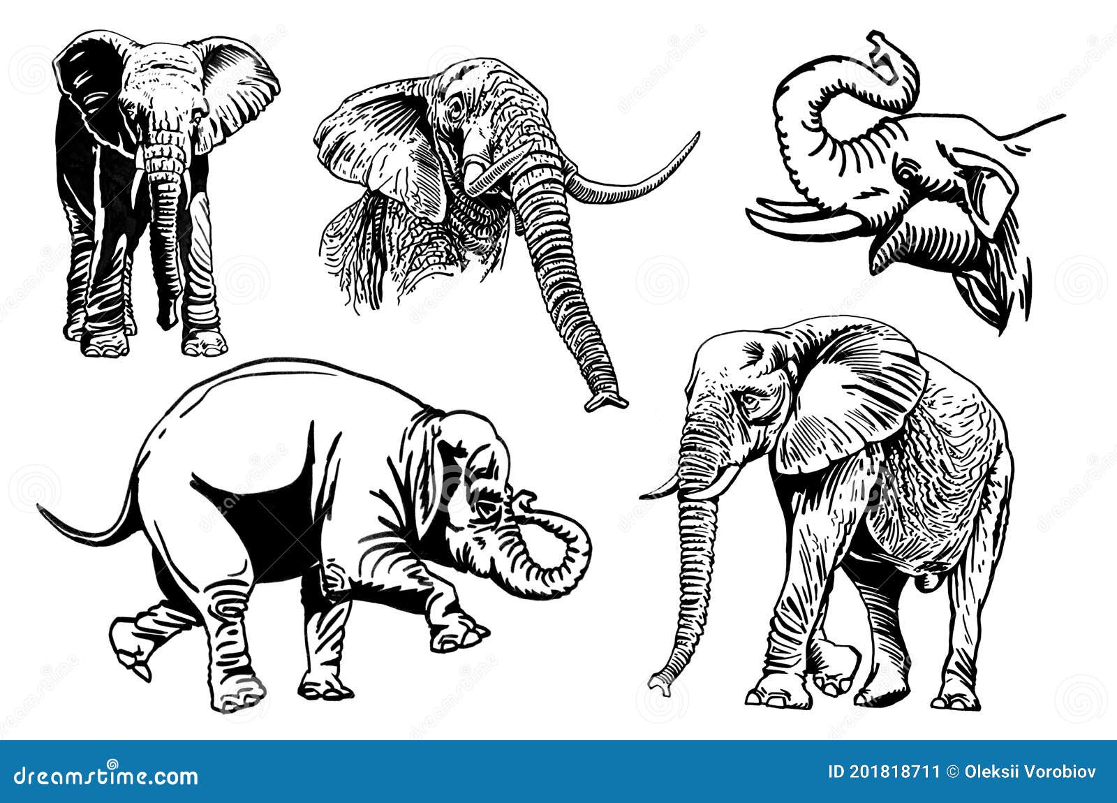 Graphical Set of Elephants Isolated on White Background, Vector ...