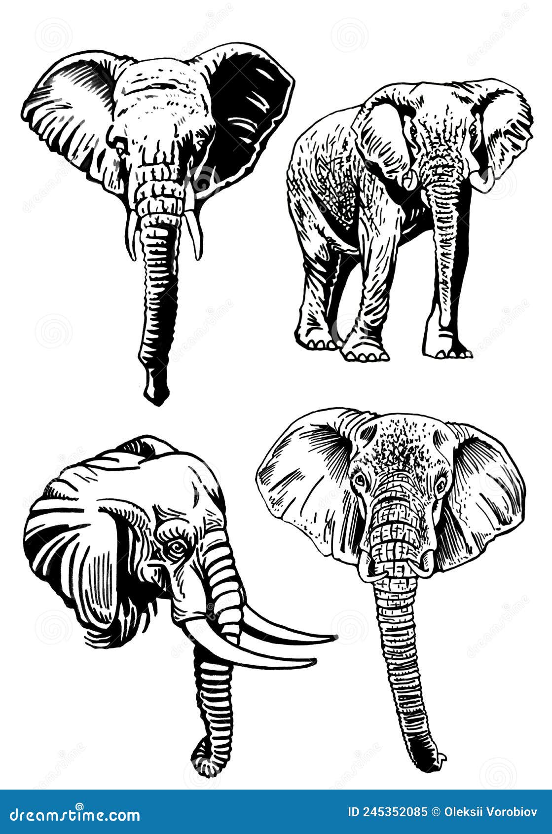 Graphical Set of Elephants Isolated on White Background,vector ...