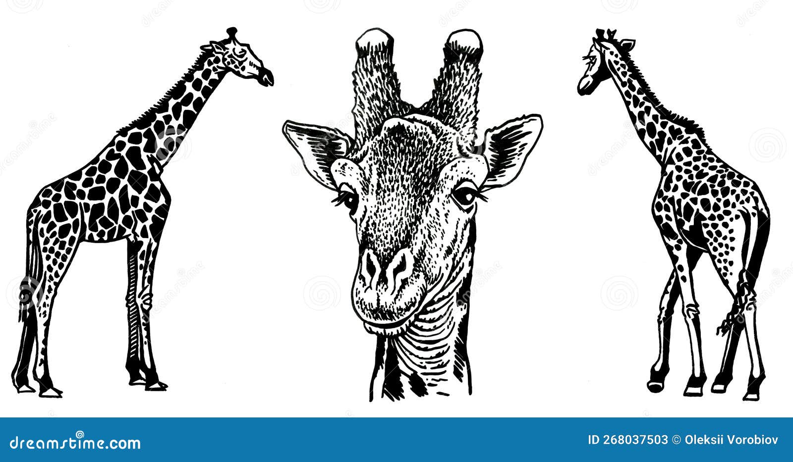 Graphical Set of Giraffes Isolated on White Background,vector ...