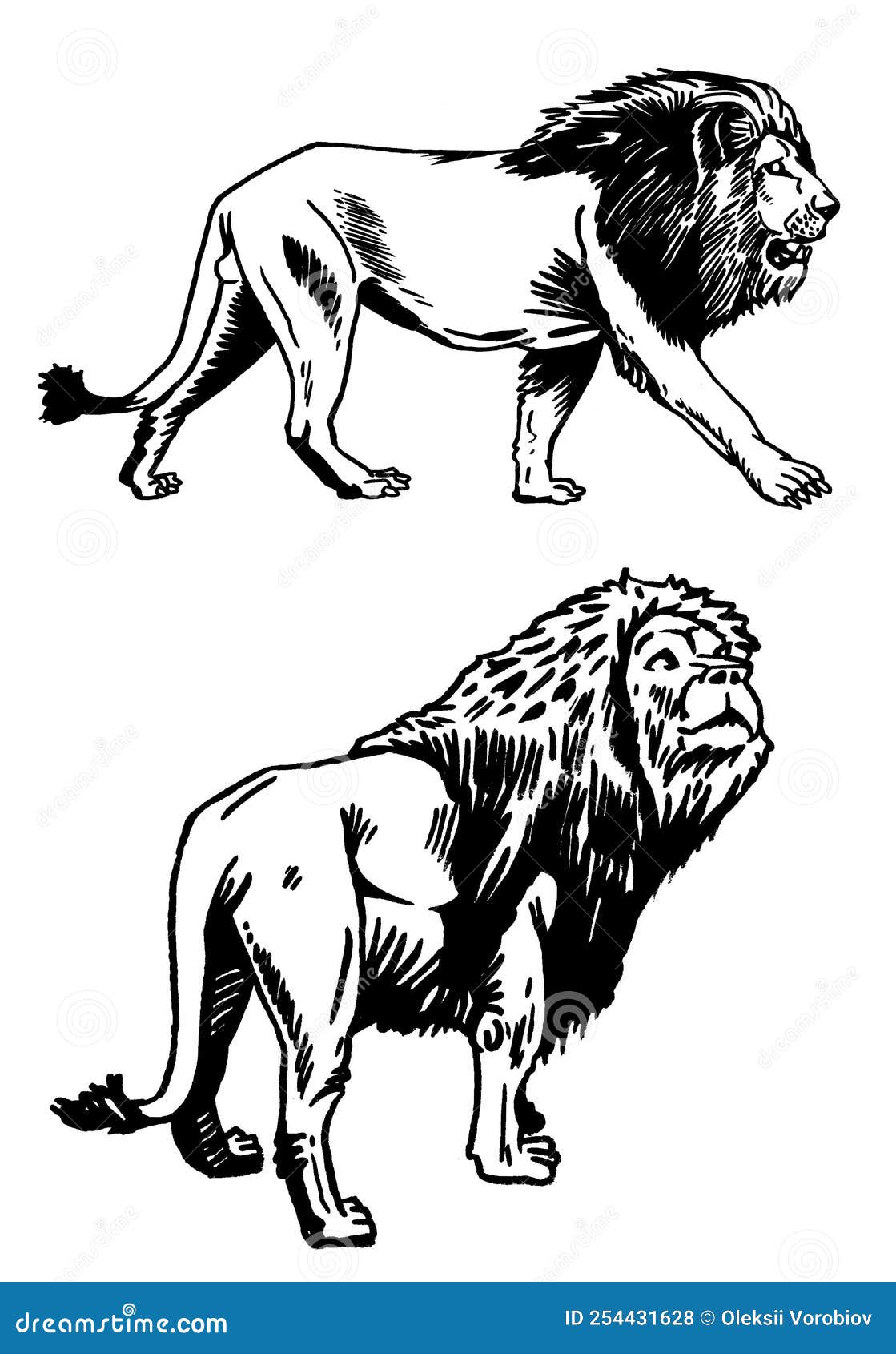 Graphical Set of Lions Isolated on White,vector Illustration. African ...