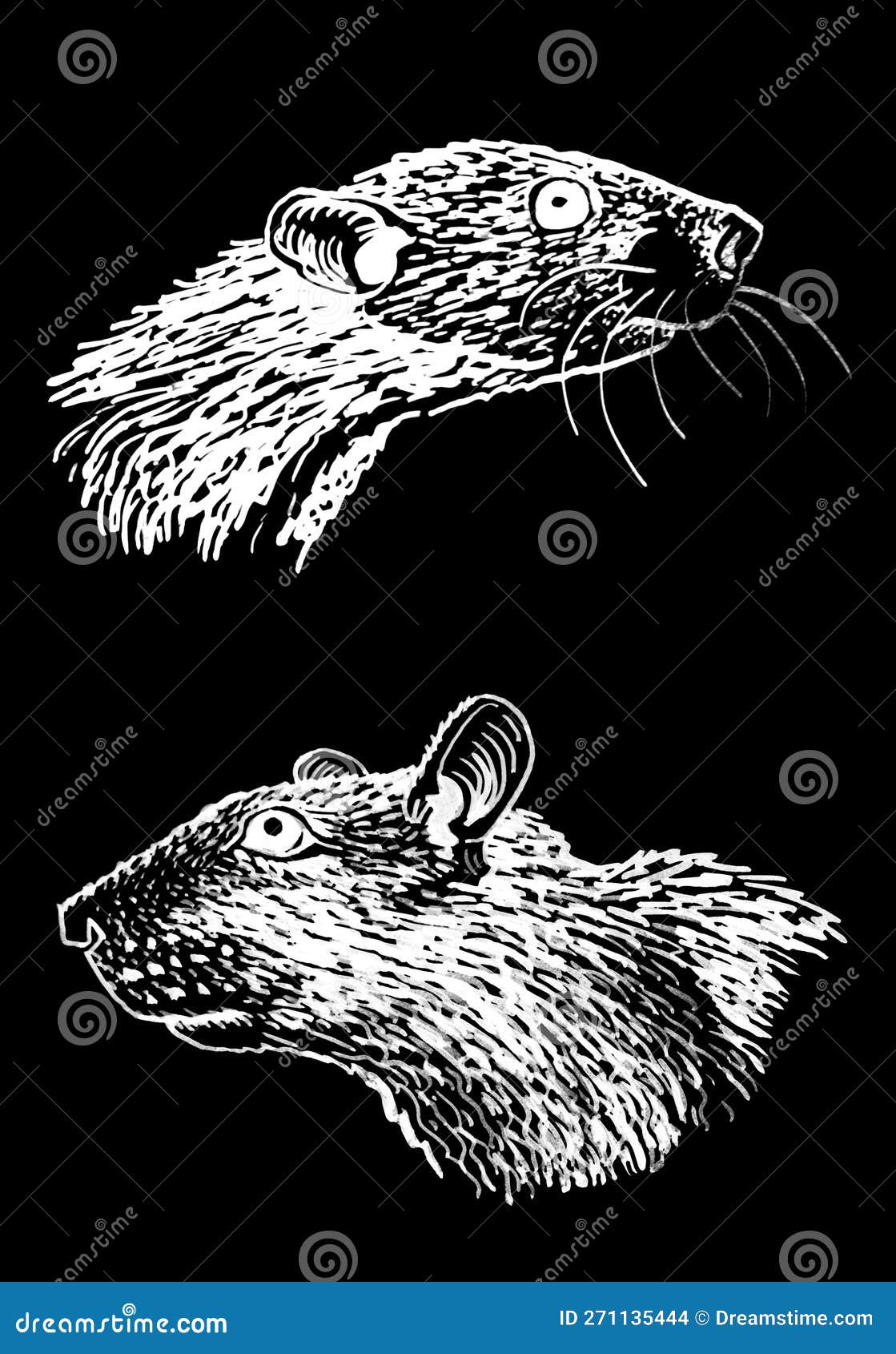 Graphical Set of Portraits of Rats on Black Isolated,vector Engraved ...