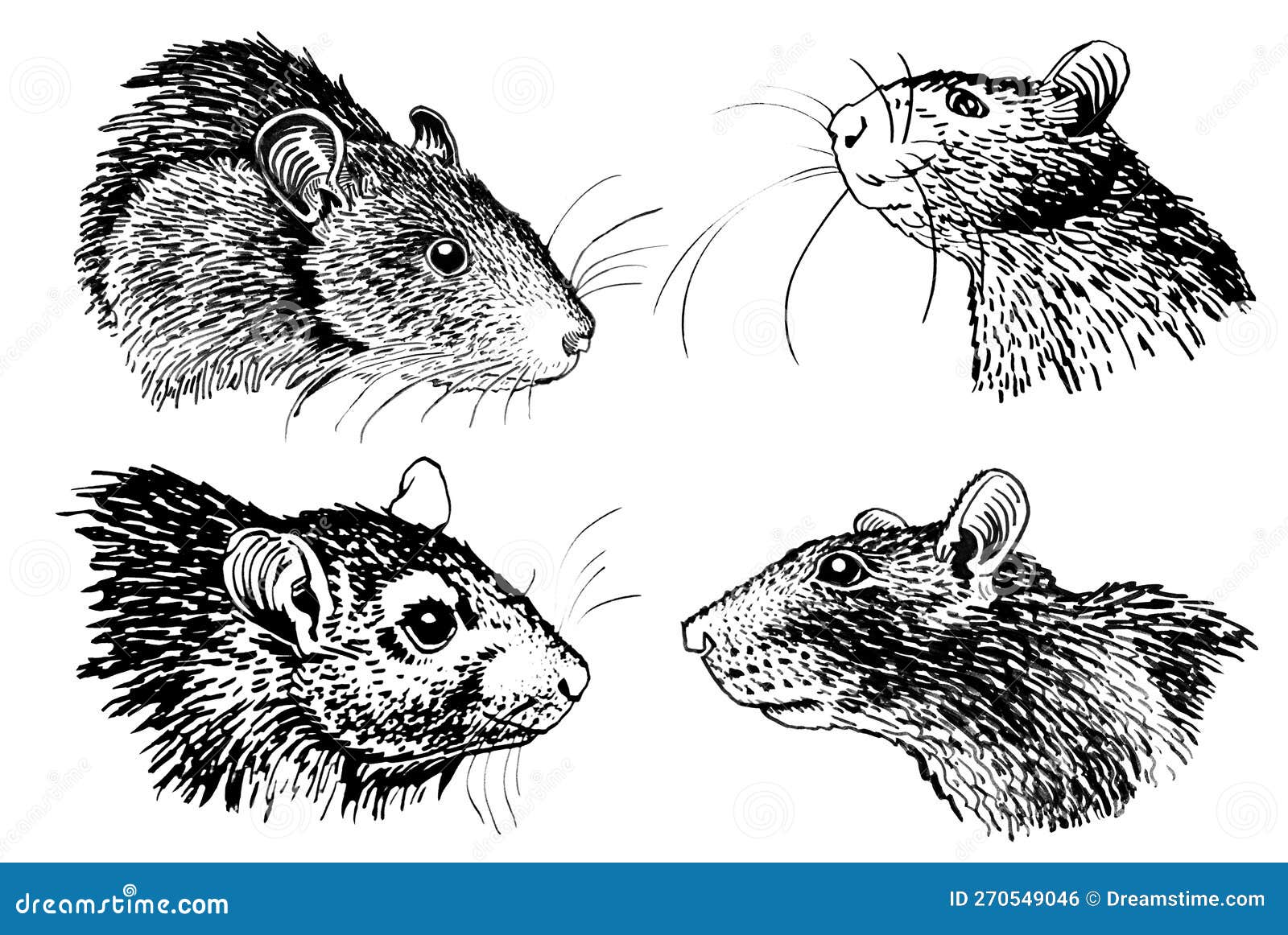 Graphical Set of Portraits of Rats on White Isolated,vector ...