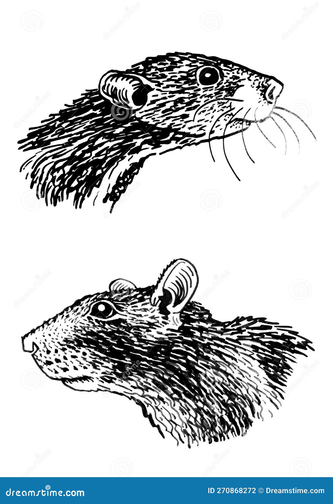Graphical Set of Portraits of Rats on White Isolated,vector ...