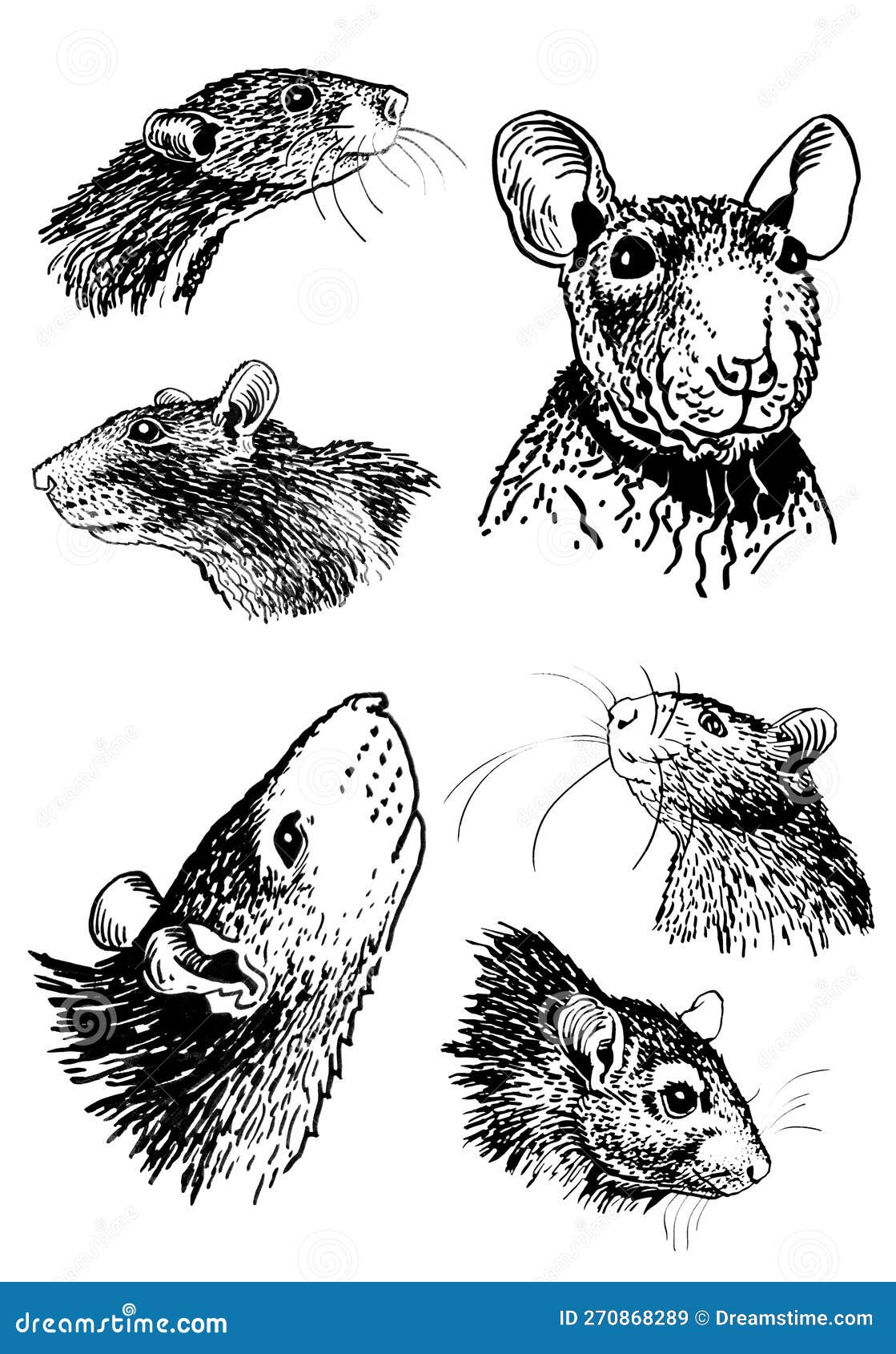 Graphical Set of Portraits of Rats on White Isolated,vector ...