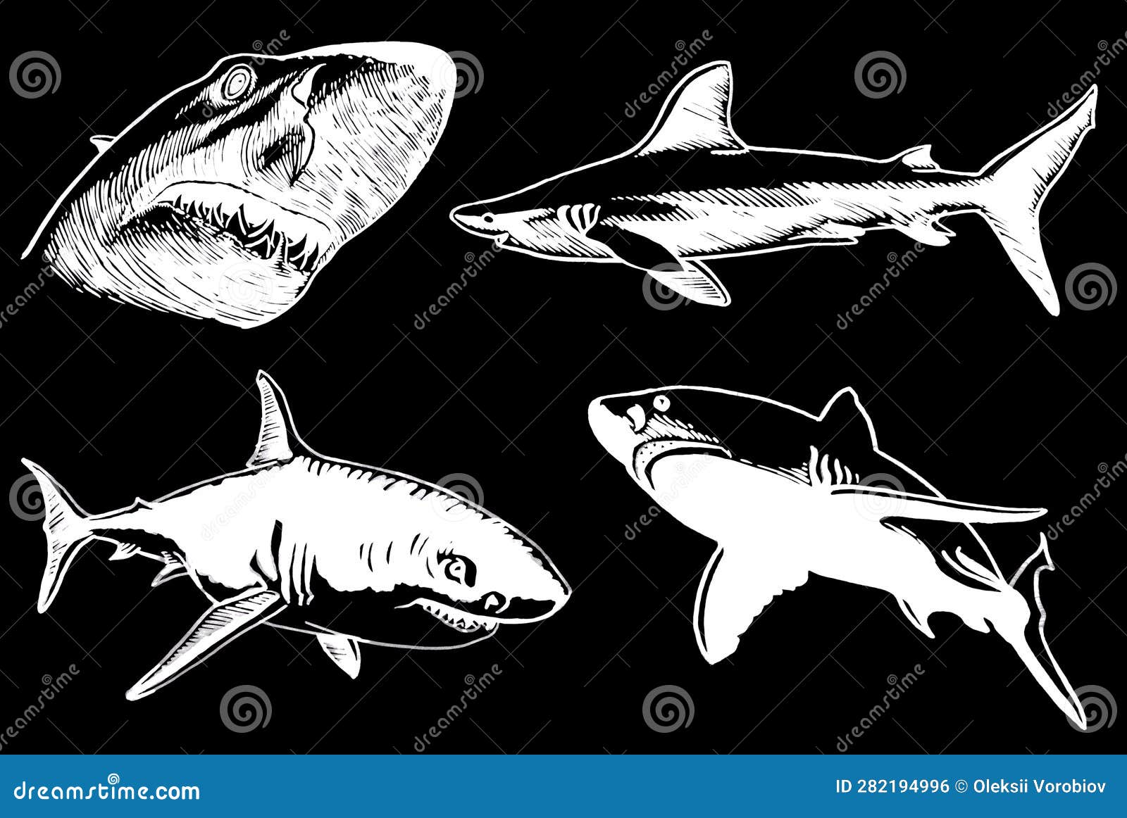 Graphical Set of Sharks Isolated on Black, Great White Sharks. Vector ...