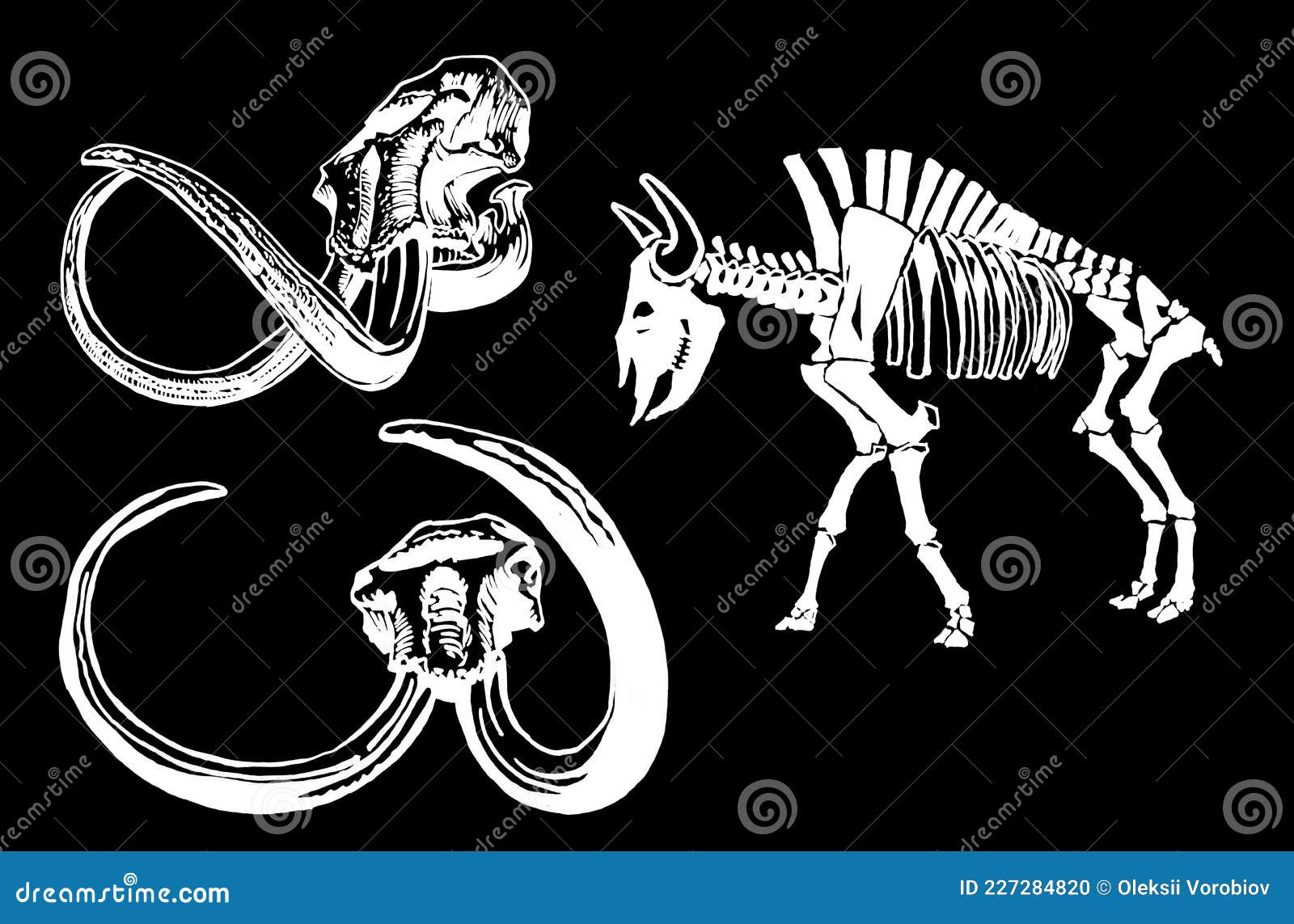 Graphical Set of Skeleton of Bison and Skulls of Mammoth Isolated on ...