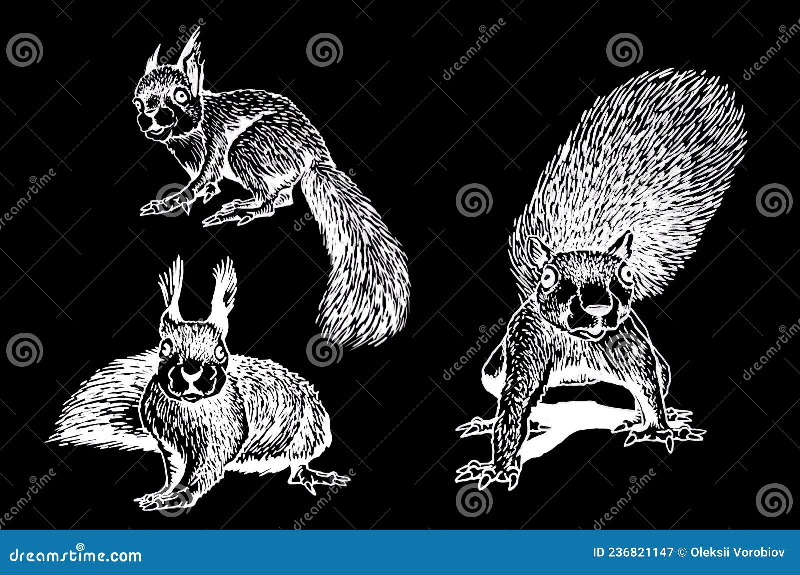 Graphical Set Of Squirrels Isolated On Black Rodents Stock Vector