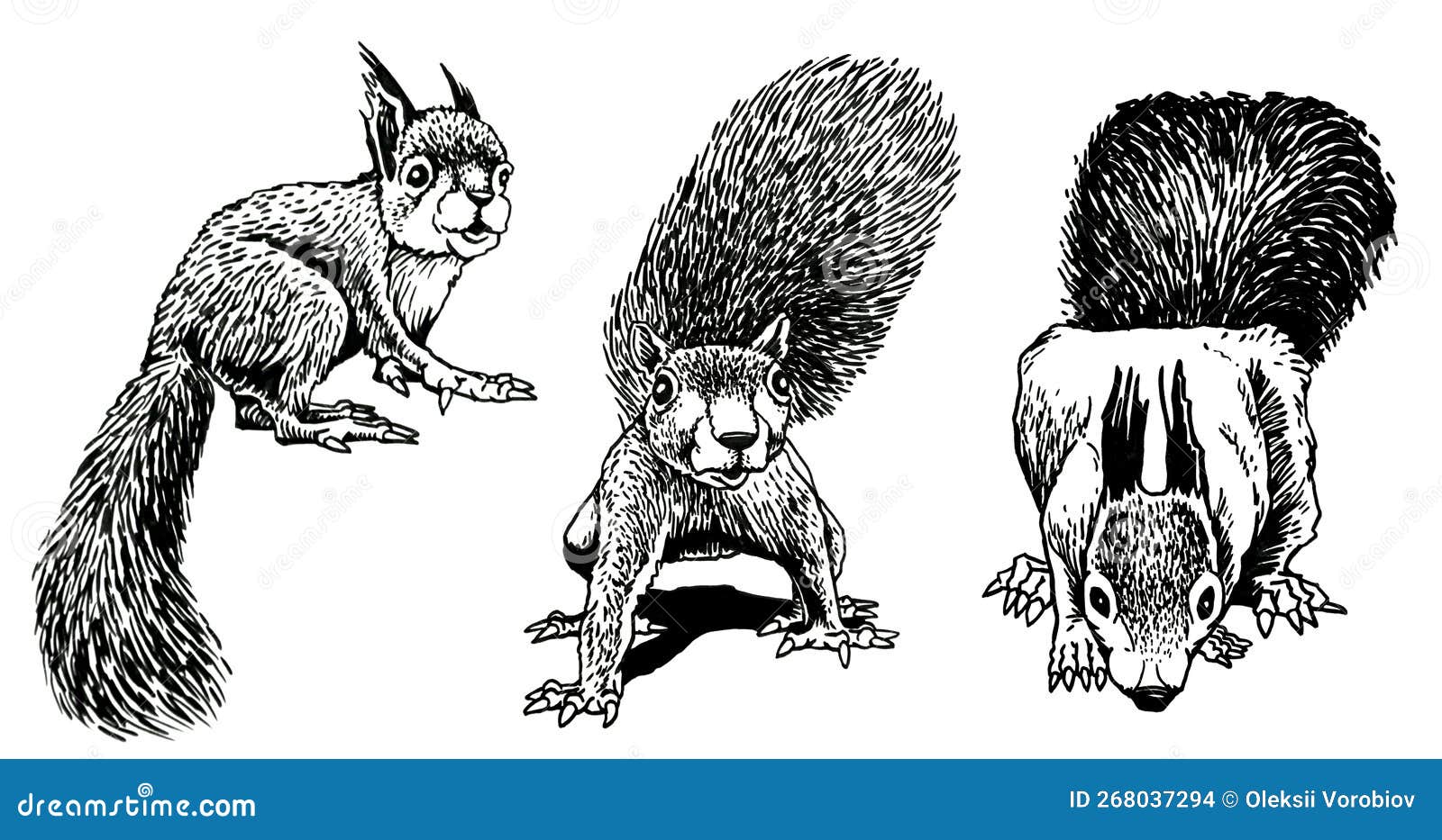 Graphical Set Of Squirrels Isolated On White Rodents Vector