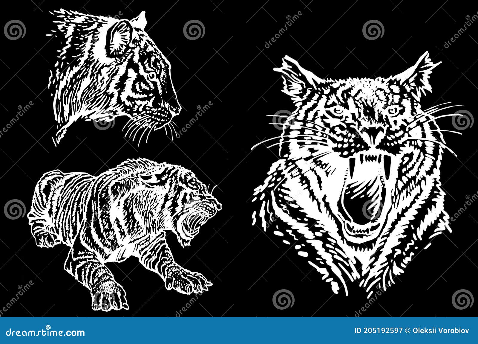 Graphical Set of Tigers Isolated on Black Background, Vector Engraved ...
