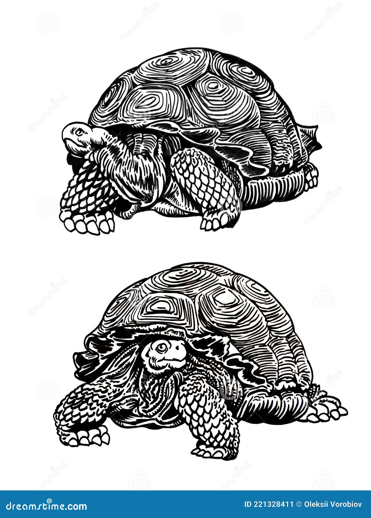 Graphical Set Of Tortoises Isolated On Black Background, Vector ...