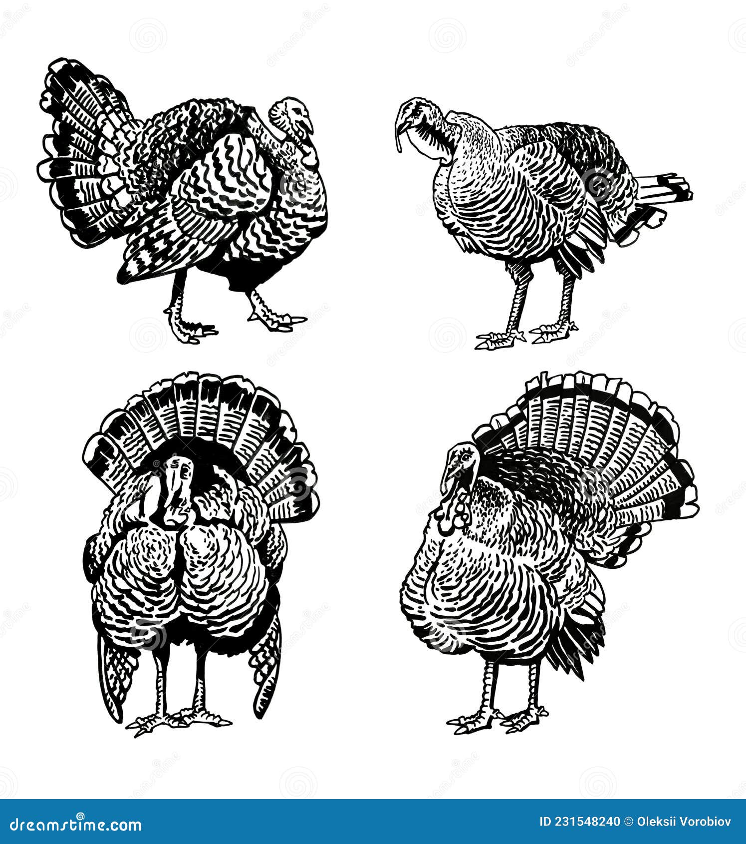 Graphical Set of Turkey Birds Isoalted on White Background, Vector ...