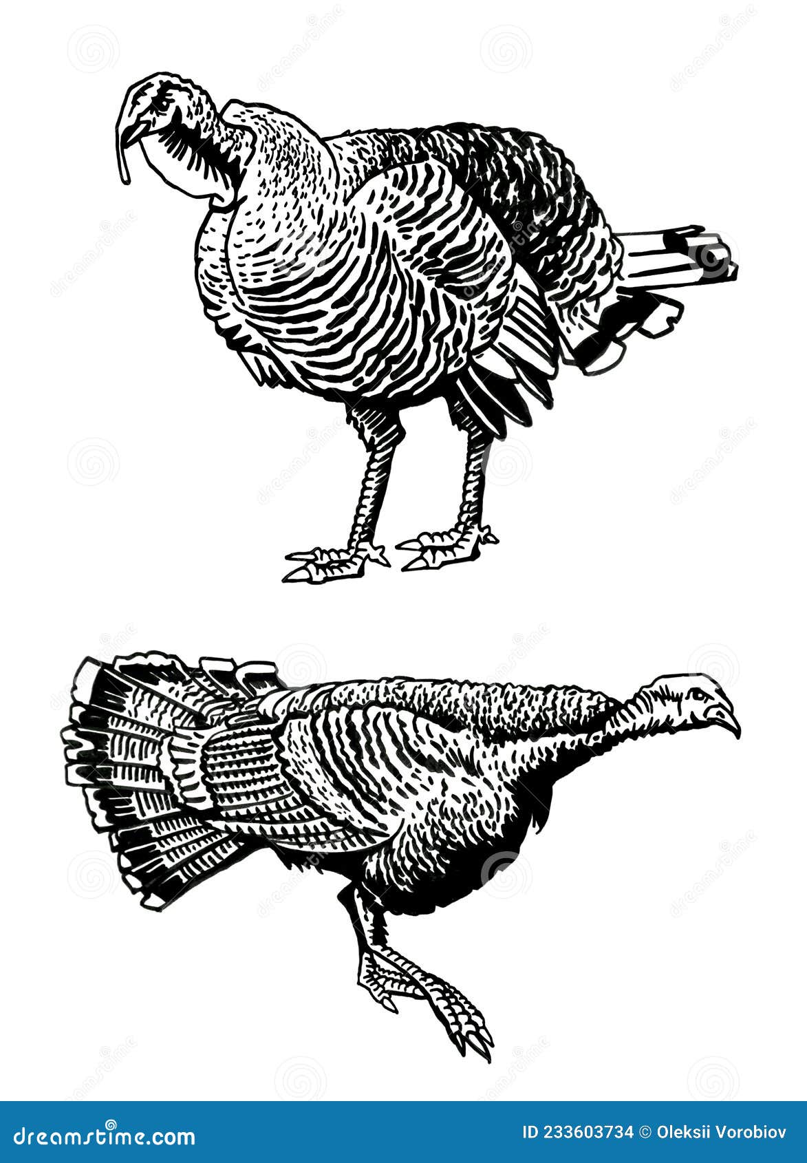 Graphical Set of Turkeys Isolated on White , Vector Thanksgiving ...