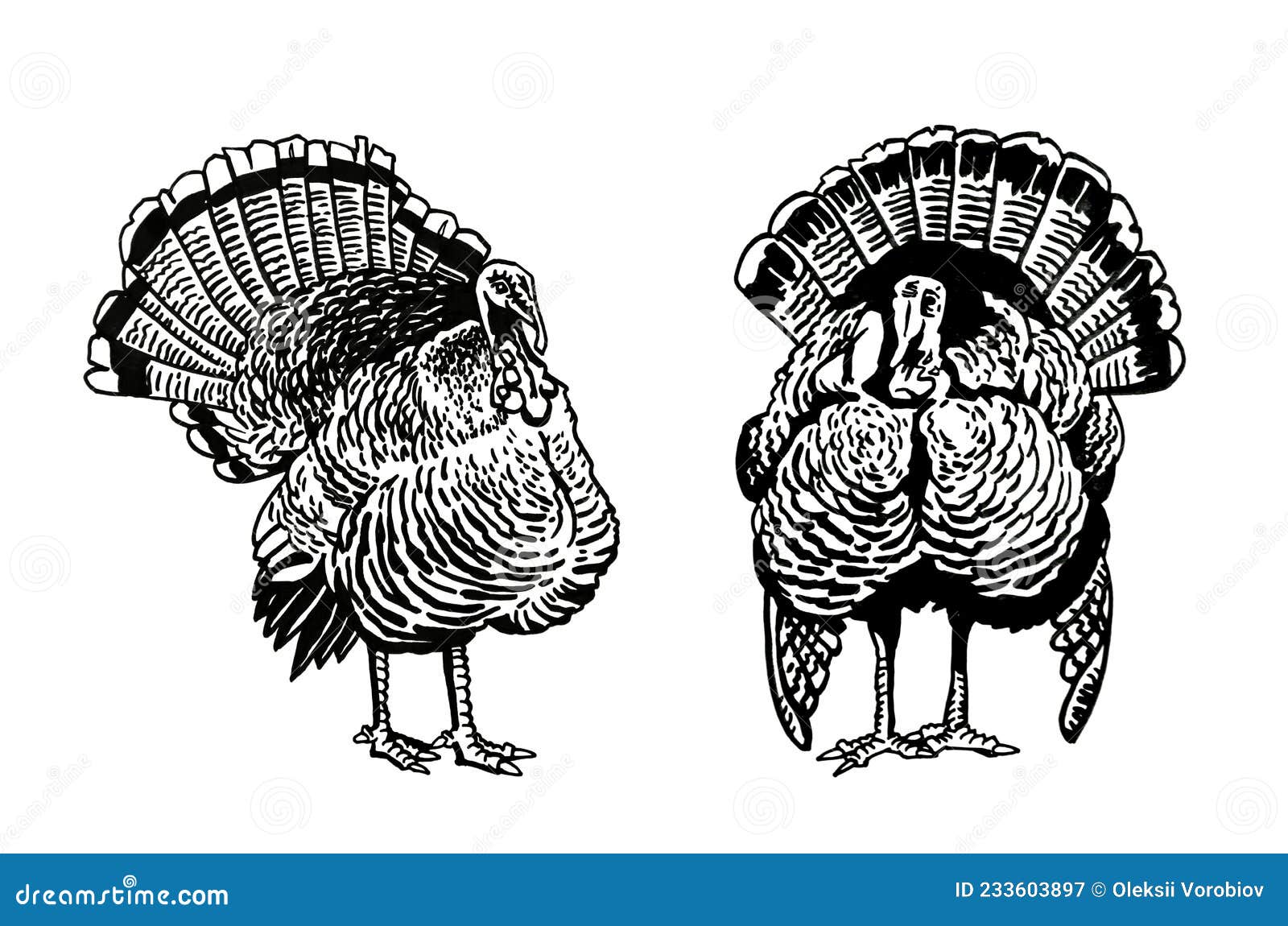 Graphical Set of Turkeys Isolated on White , Vector Thanksgiving ...