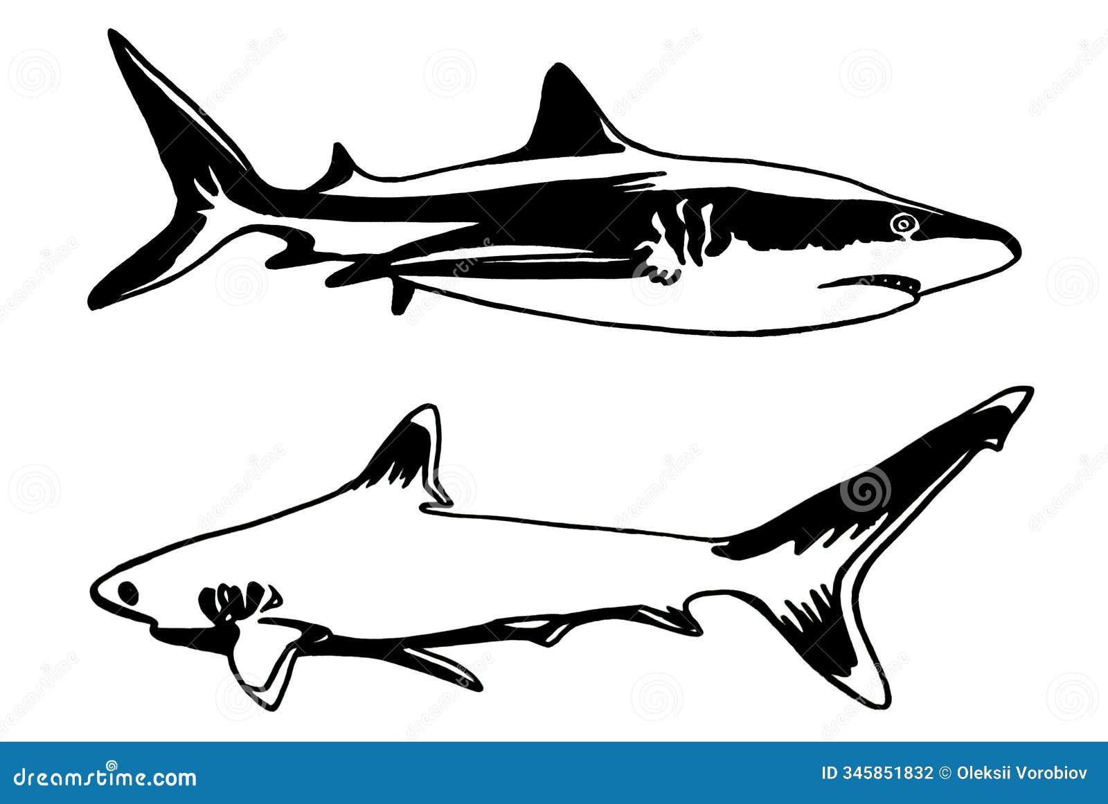 Graphical Set Of Sharks Isolated On White Background,vector Elements ...
