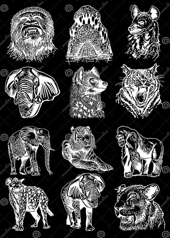 Graphical Set of Wild Animals Isolated on Black Background. Stock ...