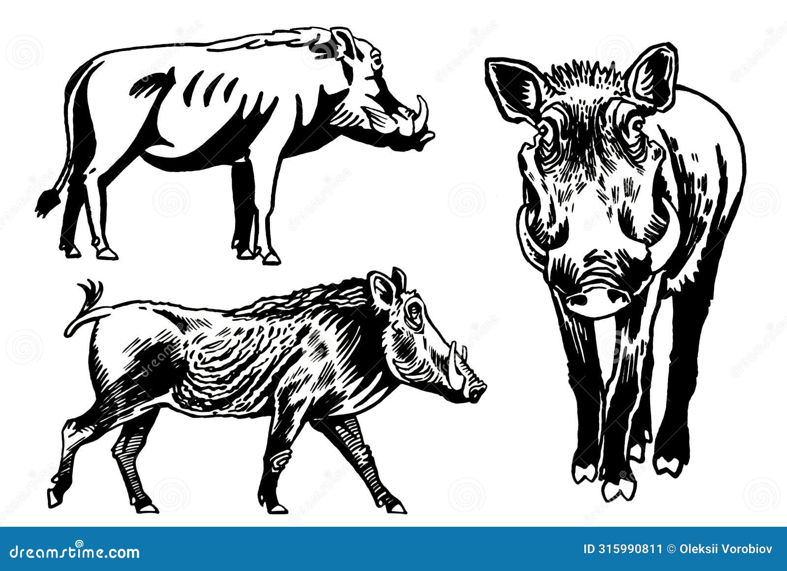 Graphical Set Of Wild Hogs Isolated On White Background, Vector Ink ...