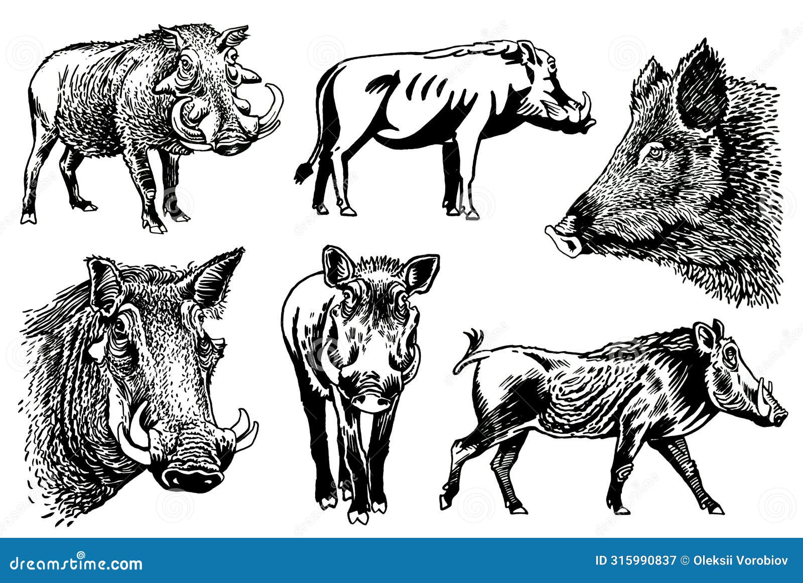 Graphical Set Of Wild Hogs Isolated On White Background, Vector Ink ...