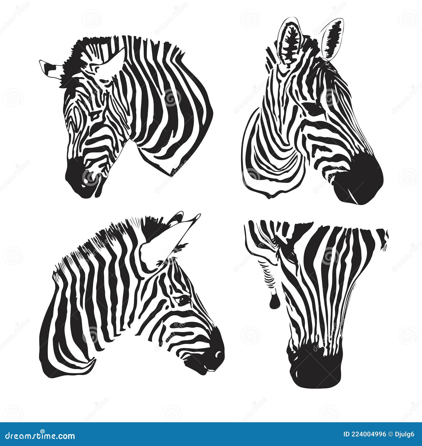 Graphical Set Of Zebras Isolated On White Background Vector ...