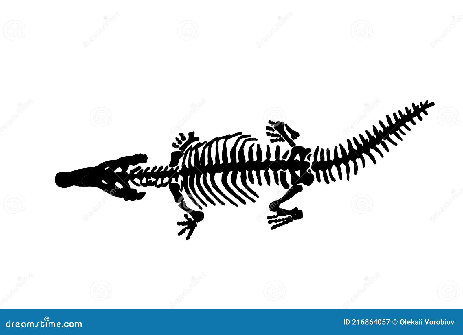 Crocodile Skeleton Labeled