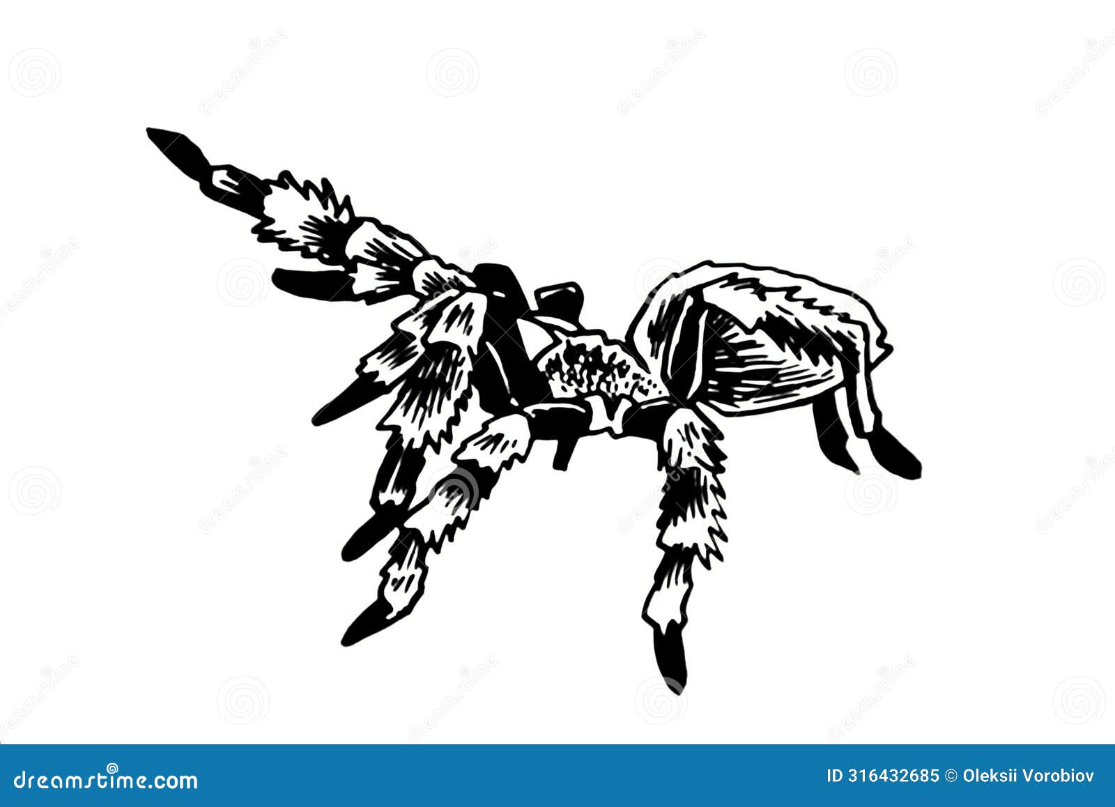 Graphical Spider Tarantula on White Background, Black and White ...