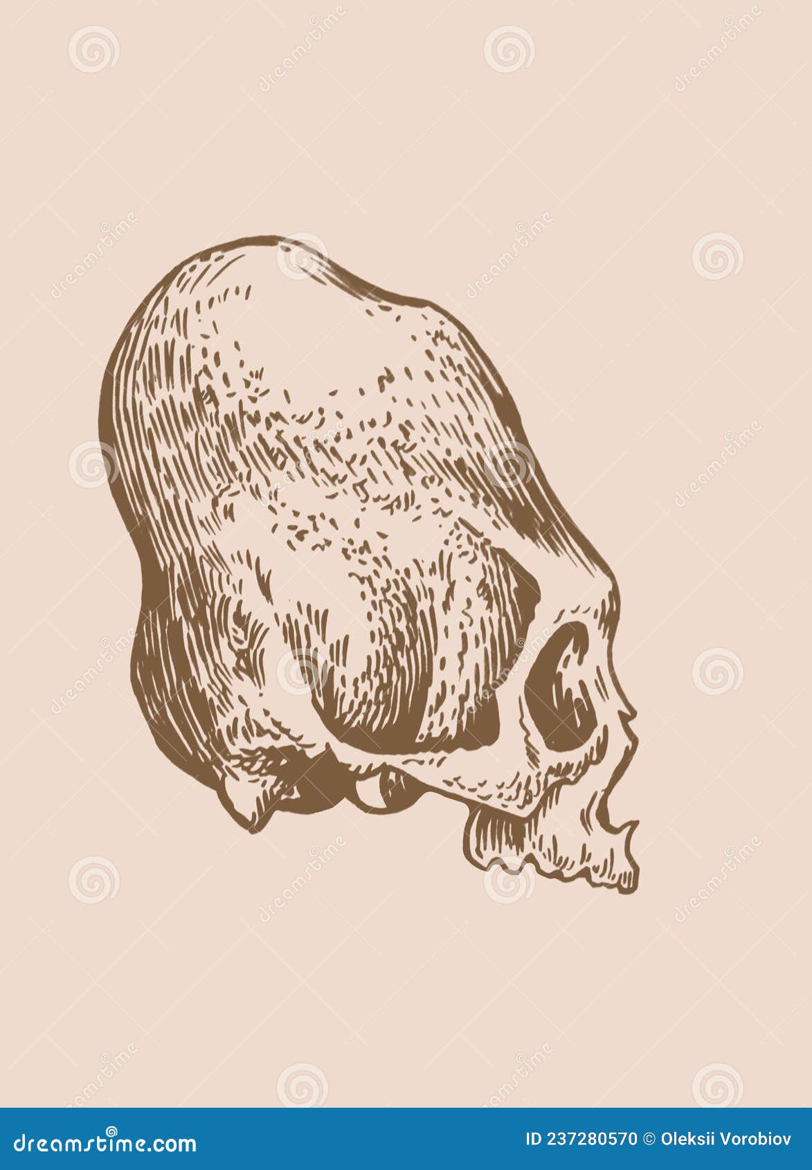 Graphical Vintage Drawing of Mayan Skull , Long Skull of Ancient Tribe ...