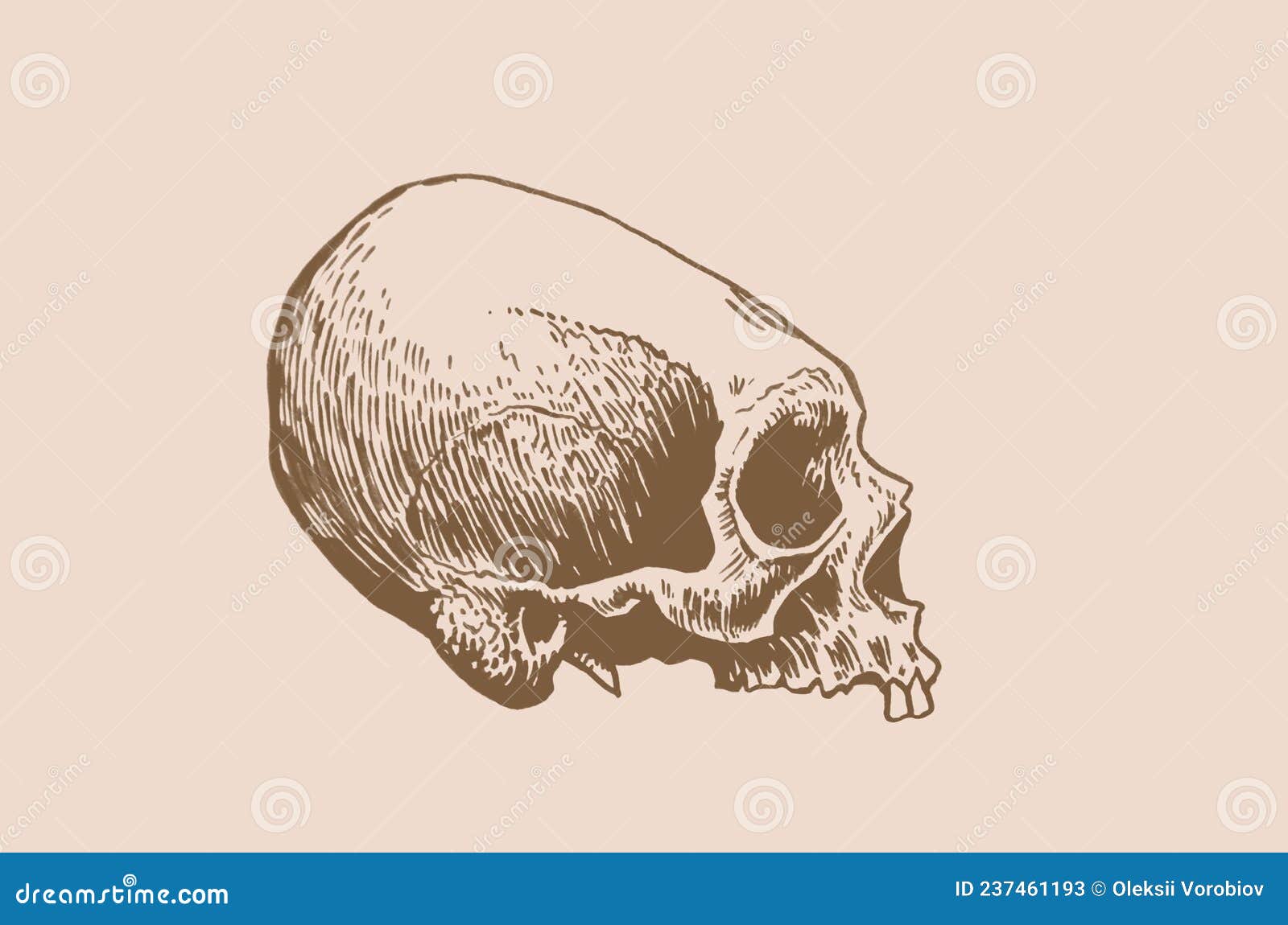 Graphical Vintage Drawing of Mayan Skull , Long Skull of Ancient Tribe ...