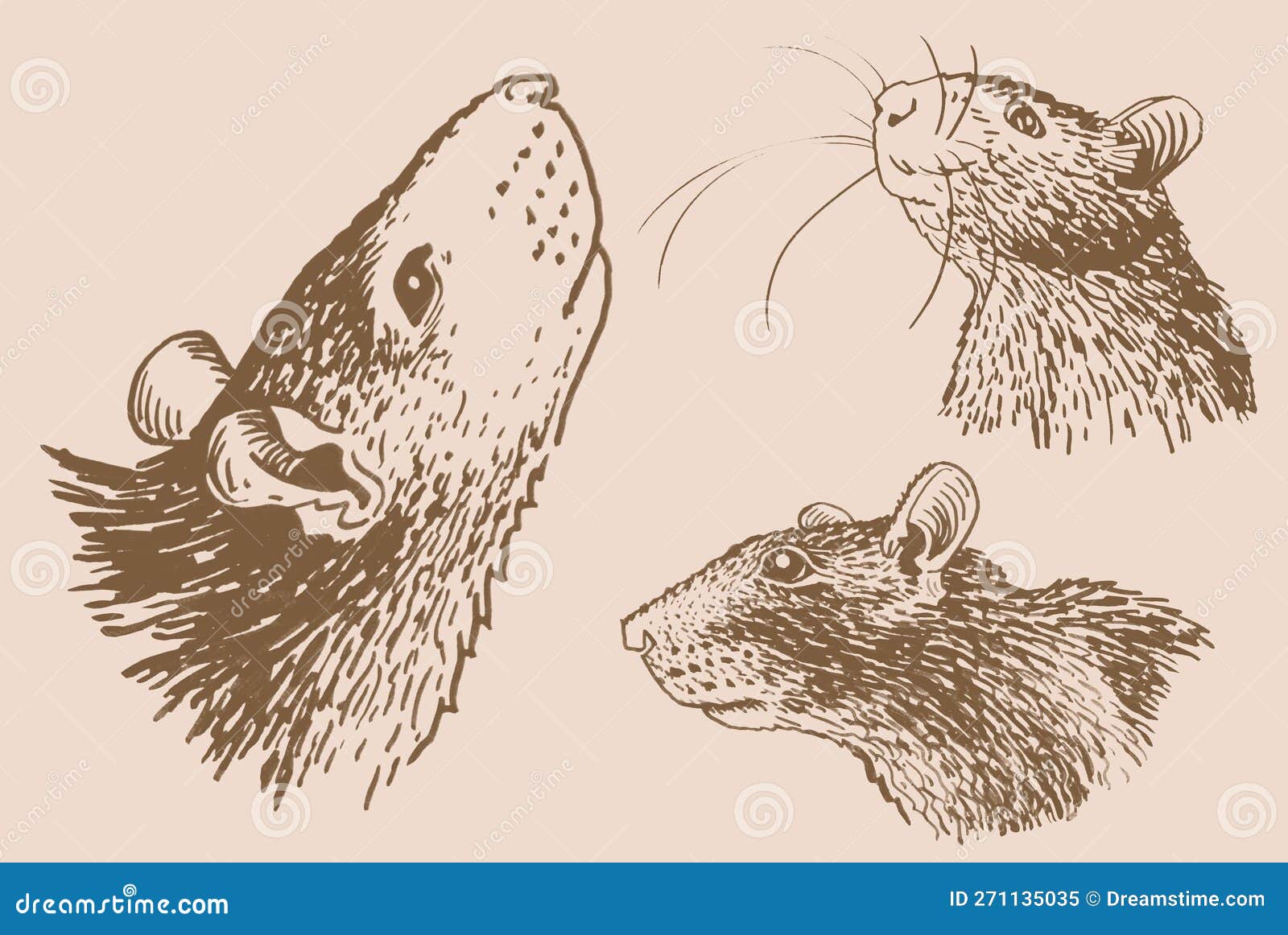 Graphical Vintage Set of Portraits of Rats ,vector Sepia Illustration ...