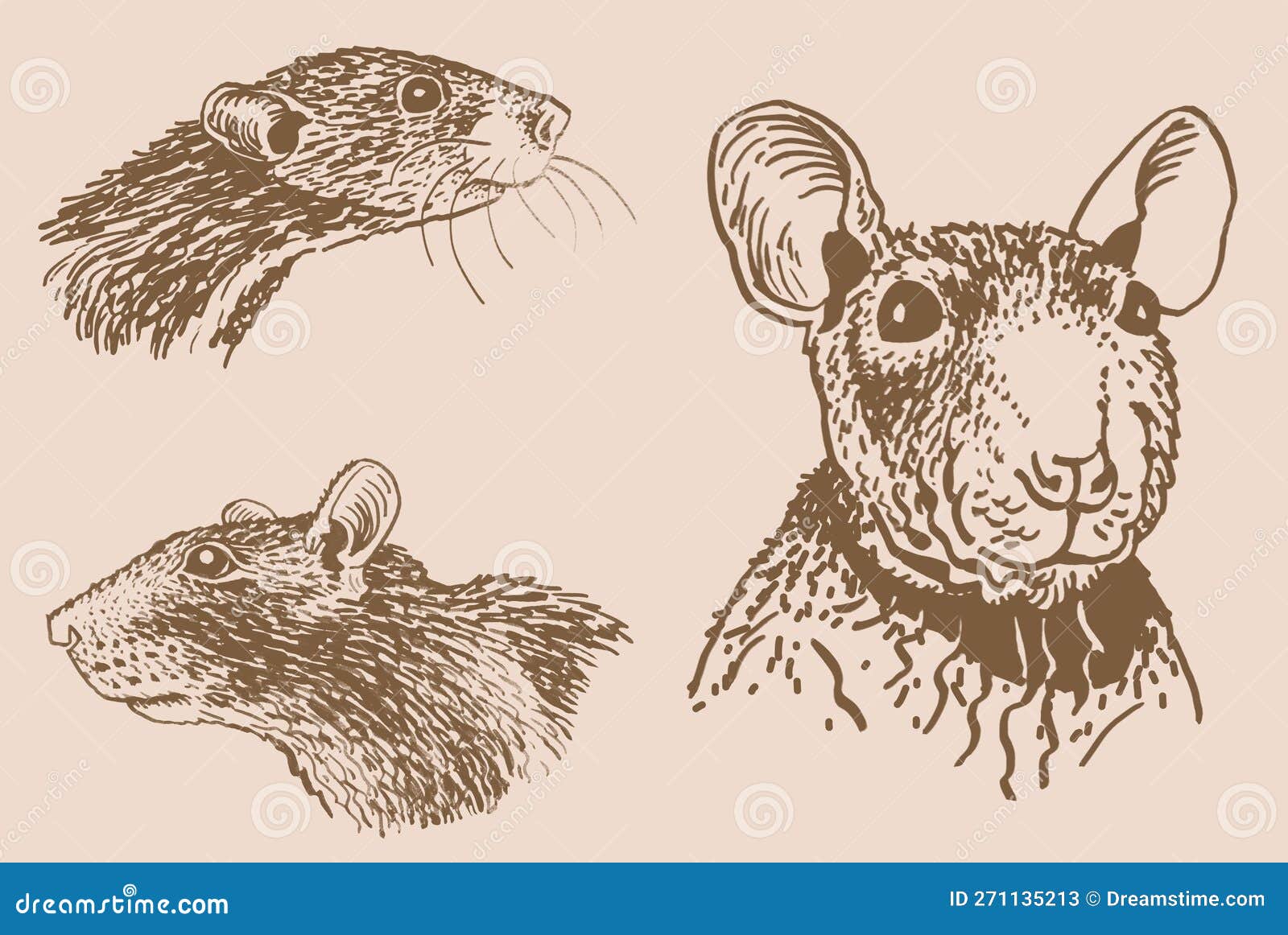 Graphical Vintage Set of Portraits of Rats ,vector Sepia Illustration ...