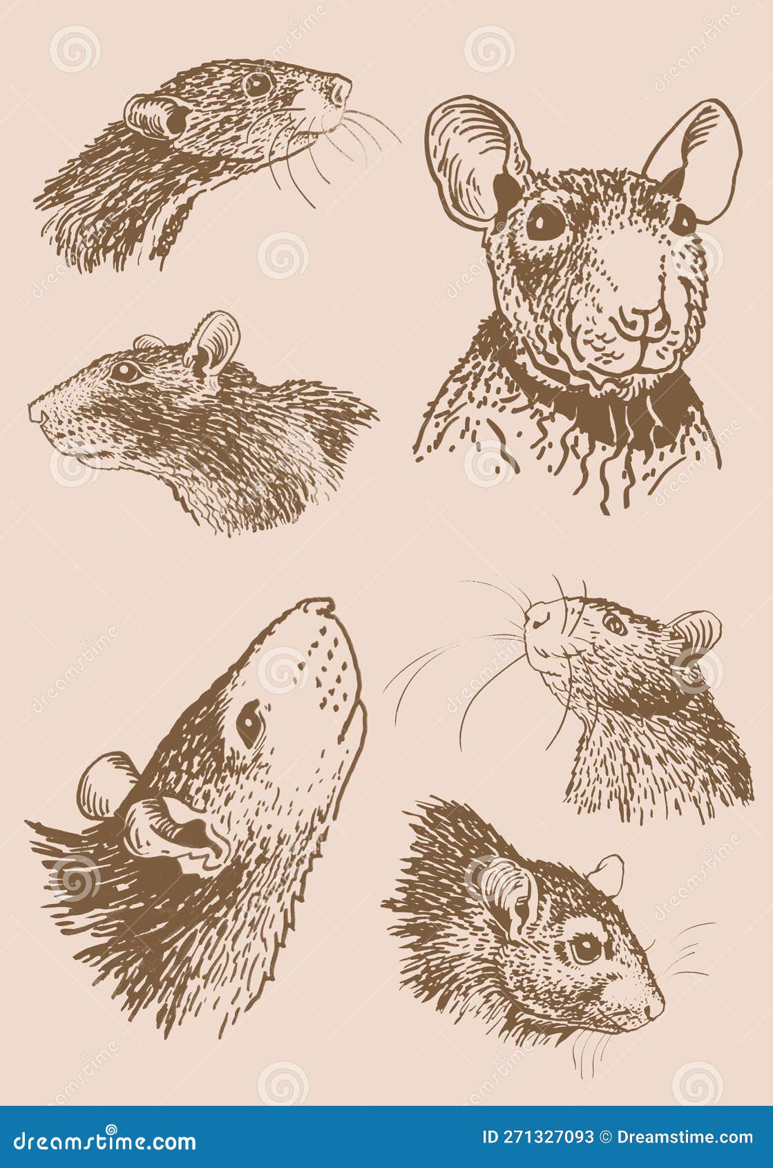 Graphical Vintage Set of Portraits of Rats ,vector Sepia Illustration ...